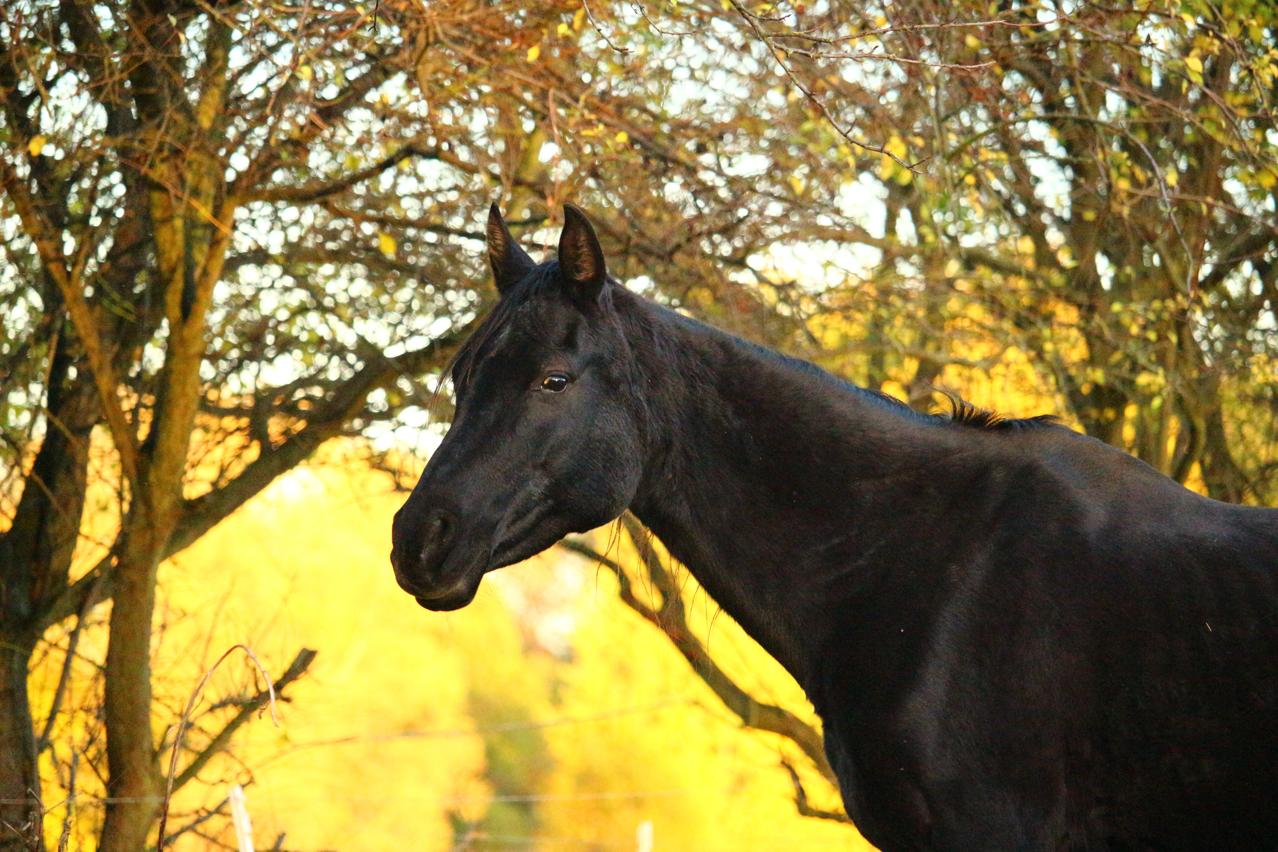 Horse Autumn Rap free image download