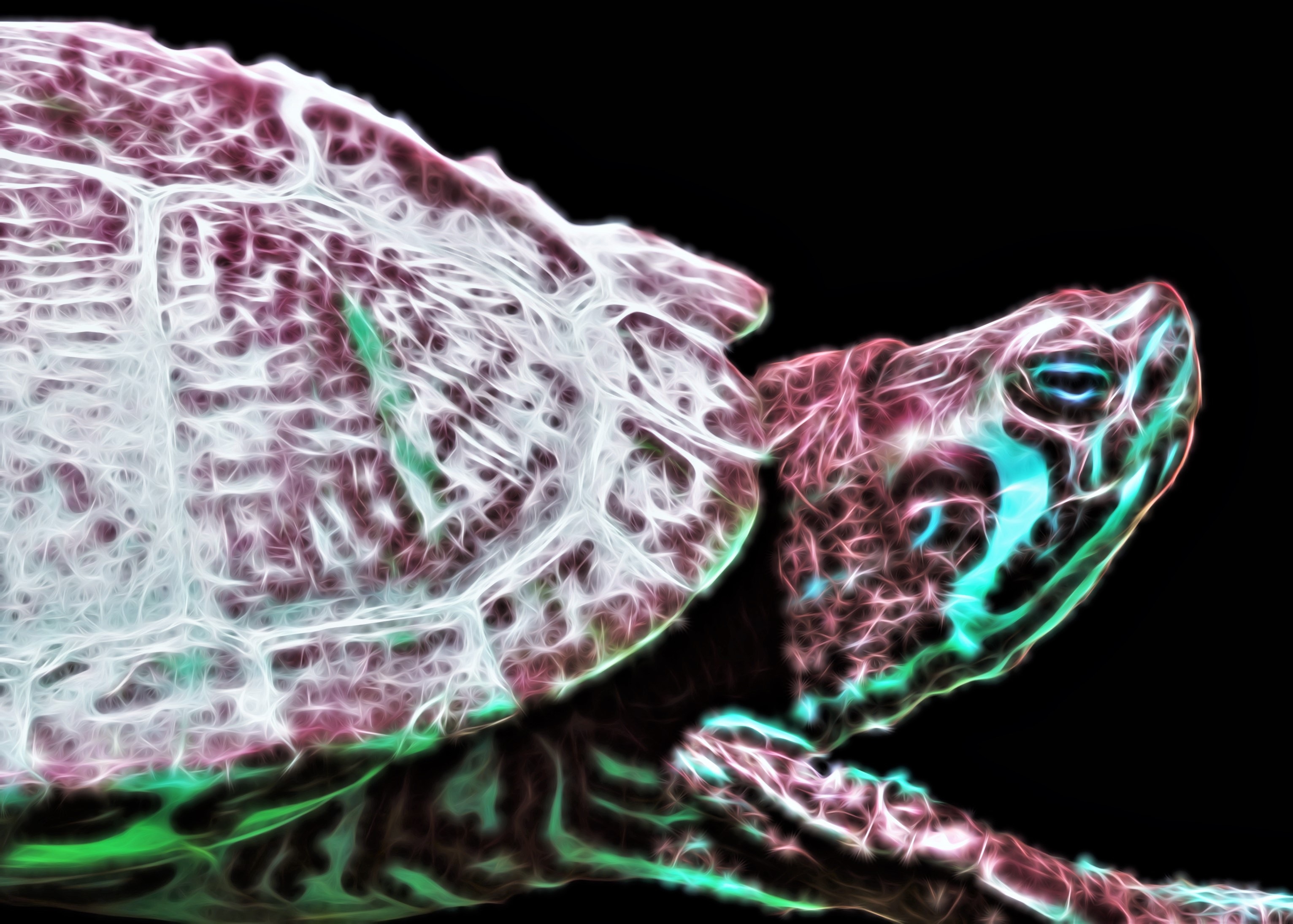 Turtle matted amphibian expensive free image download