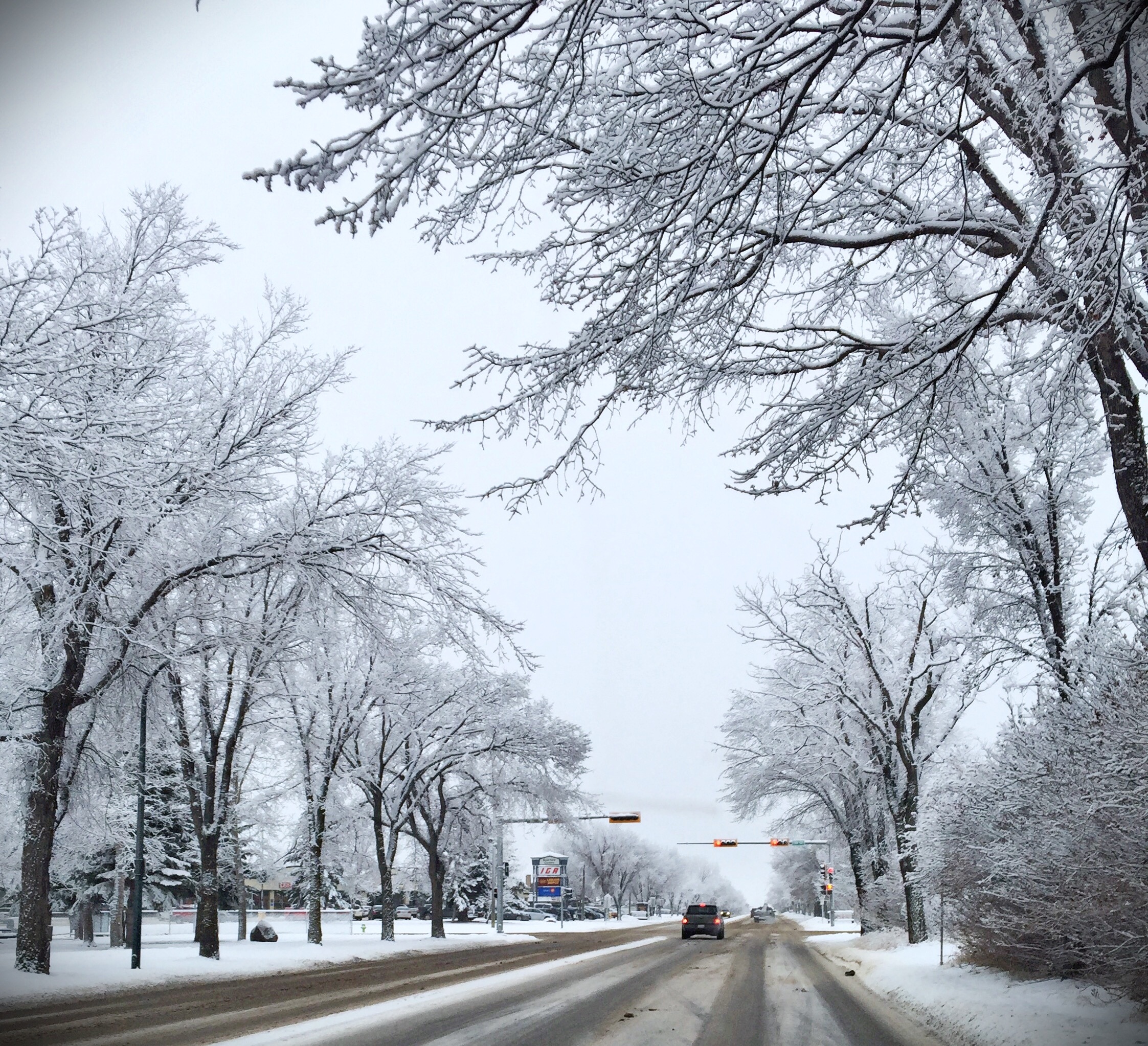 Trees Winter free image download