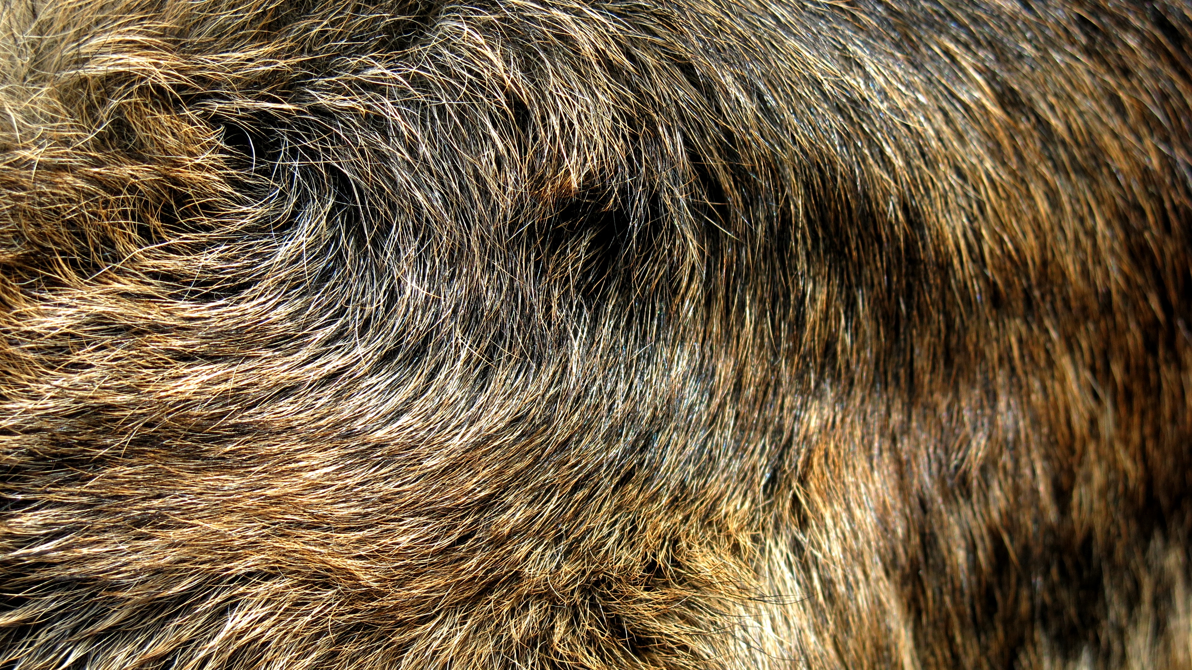 German Shepherd Fur Wolf free image download