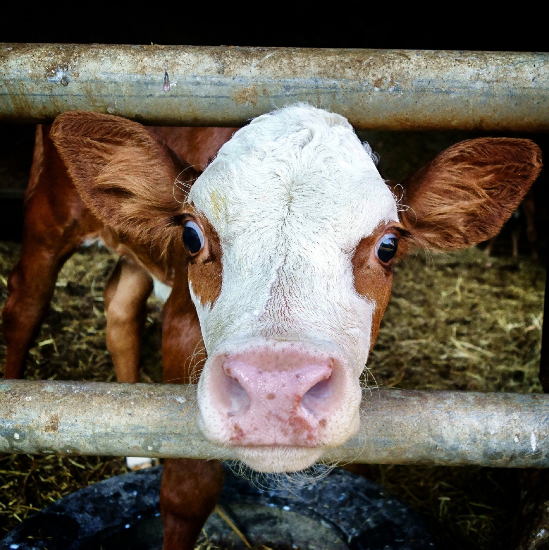 Cow Head Farm free image download
