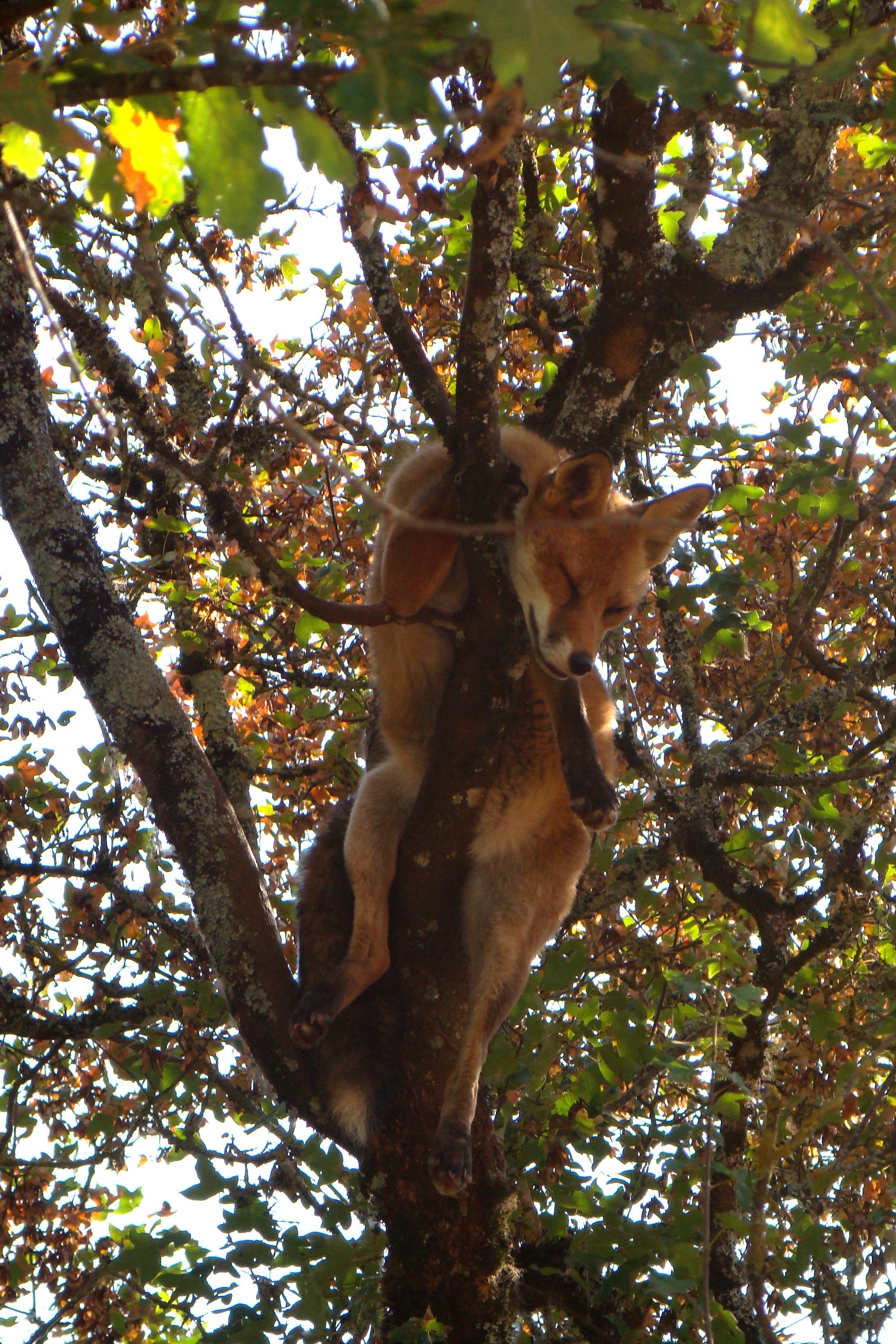 Fox Nap free image download