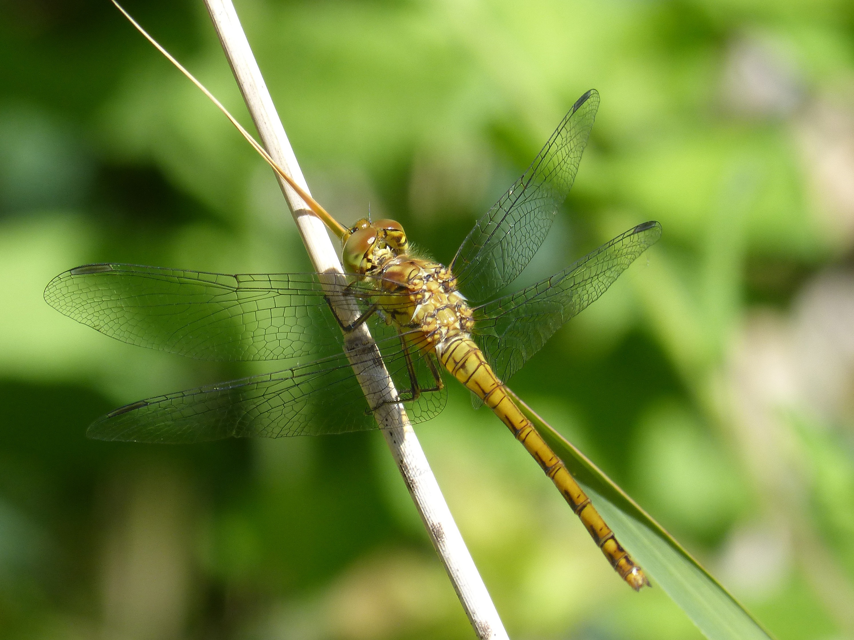 Dragonfly Yellow free image download