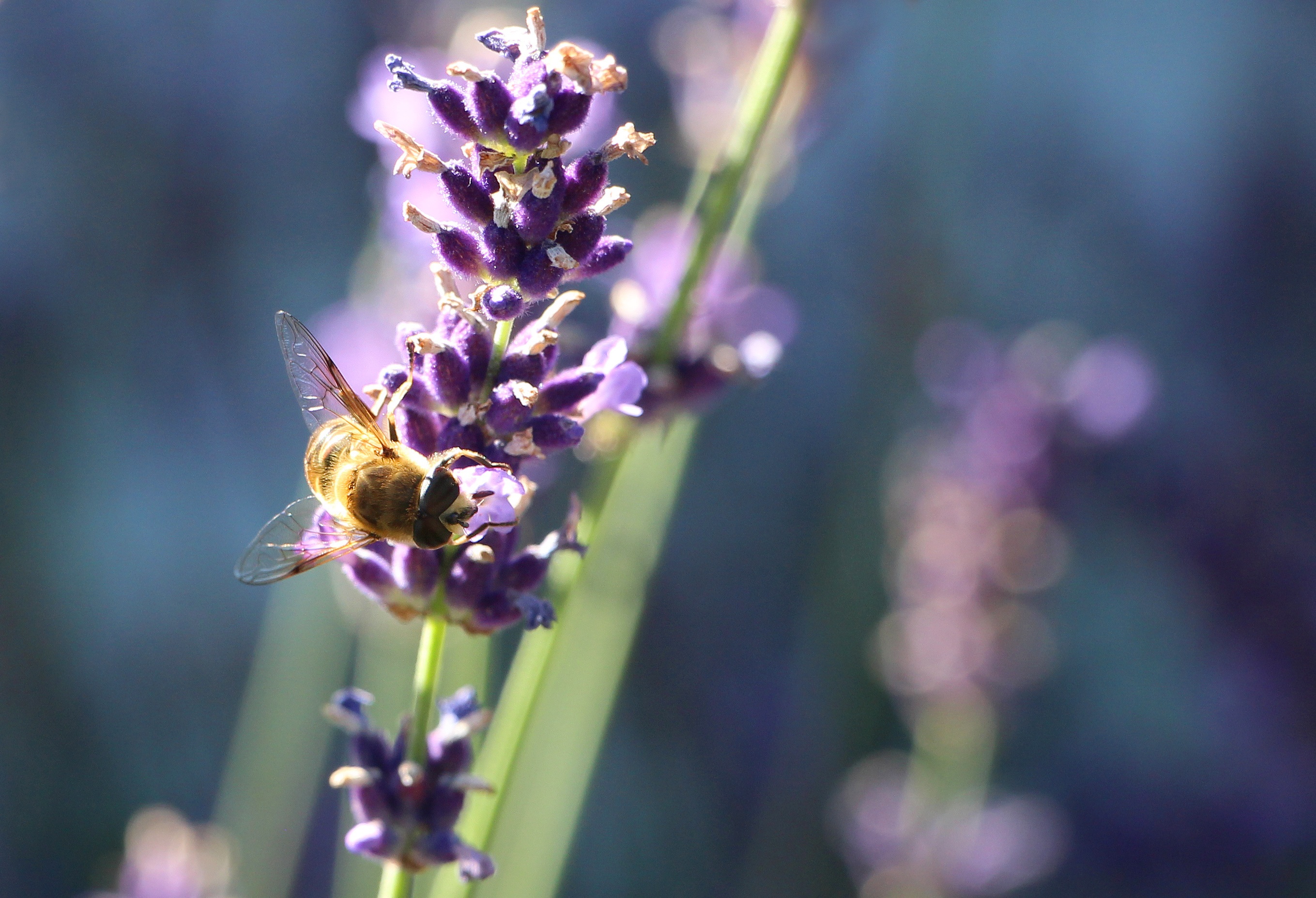 Bee on Nectar Lavender Blooming free image download