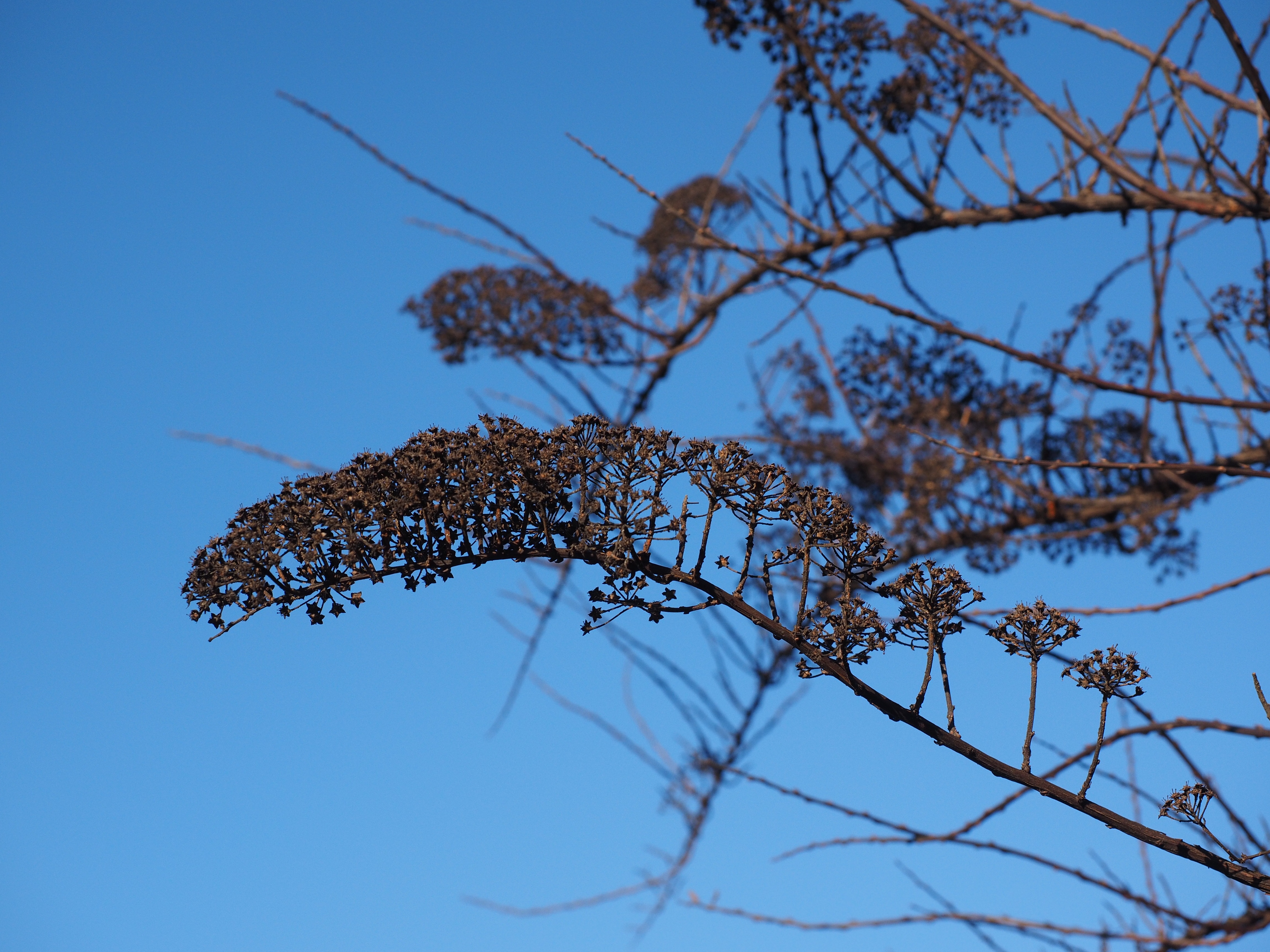 Bride Spiere Ornamental Shrub free image download
