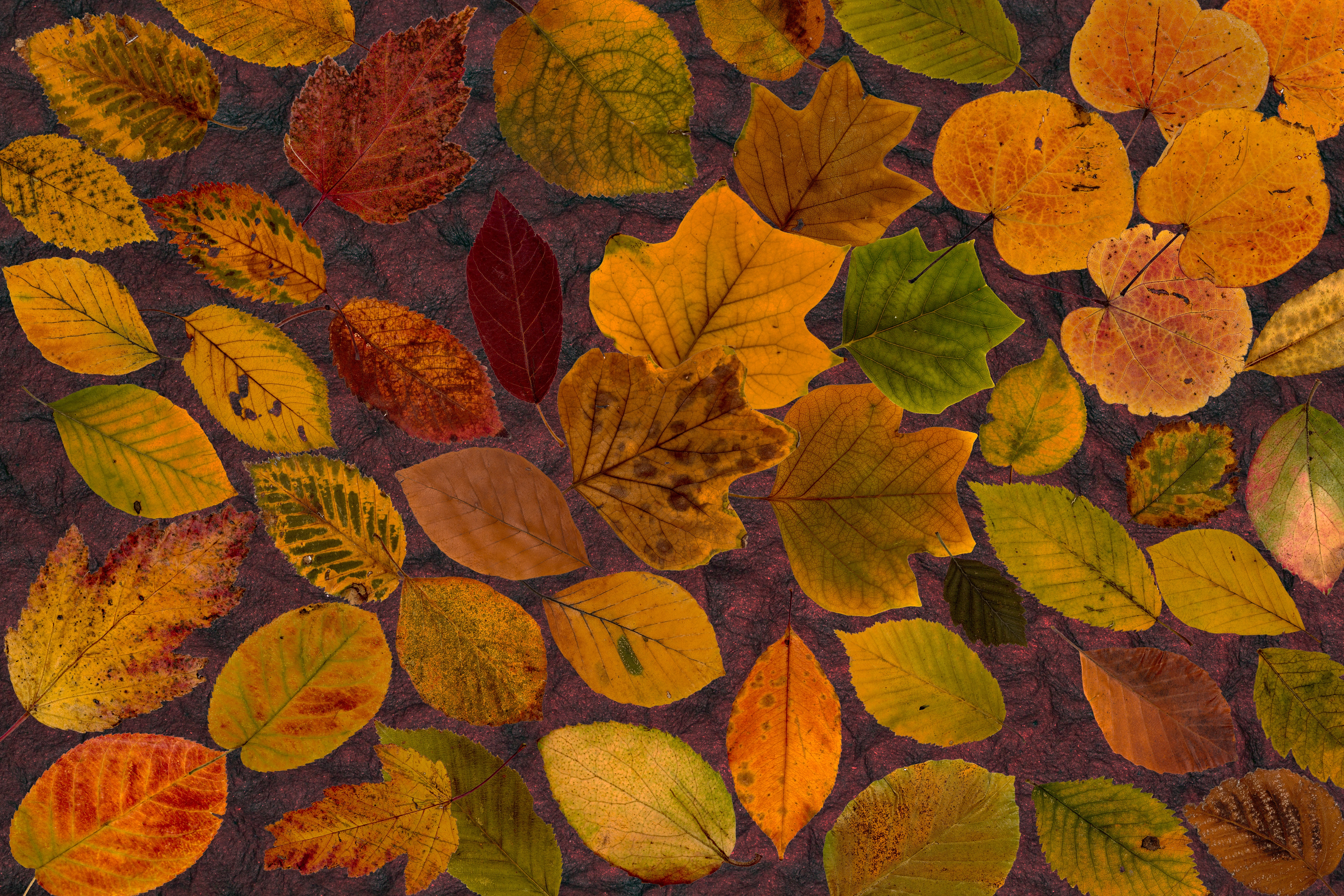 Leaves True Maple Autumn free image download