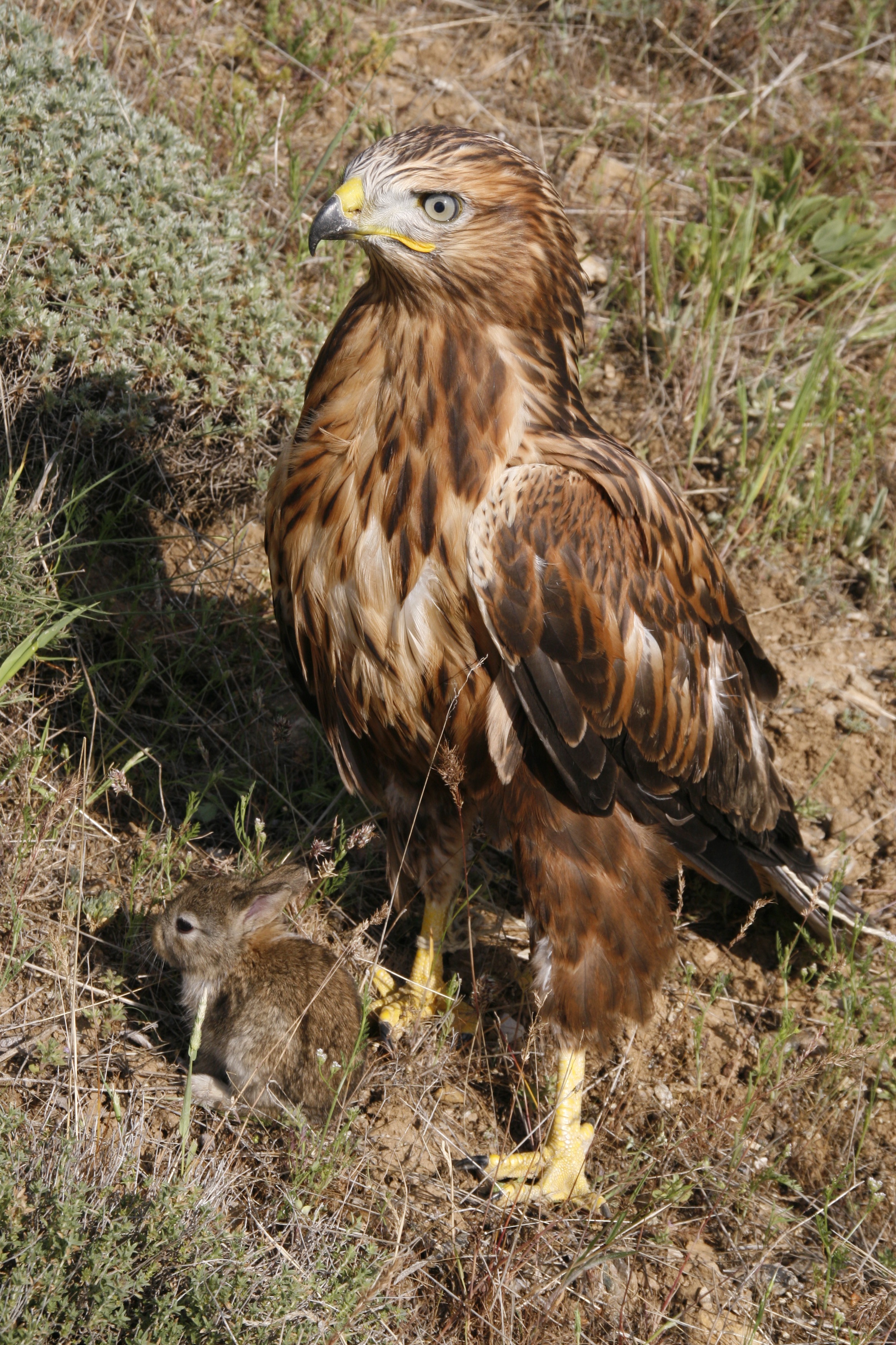 Long-Legged Buzzard Predator free image download
