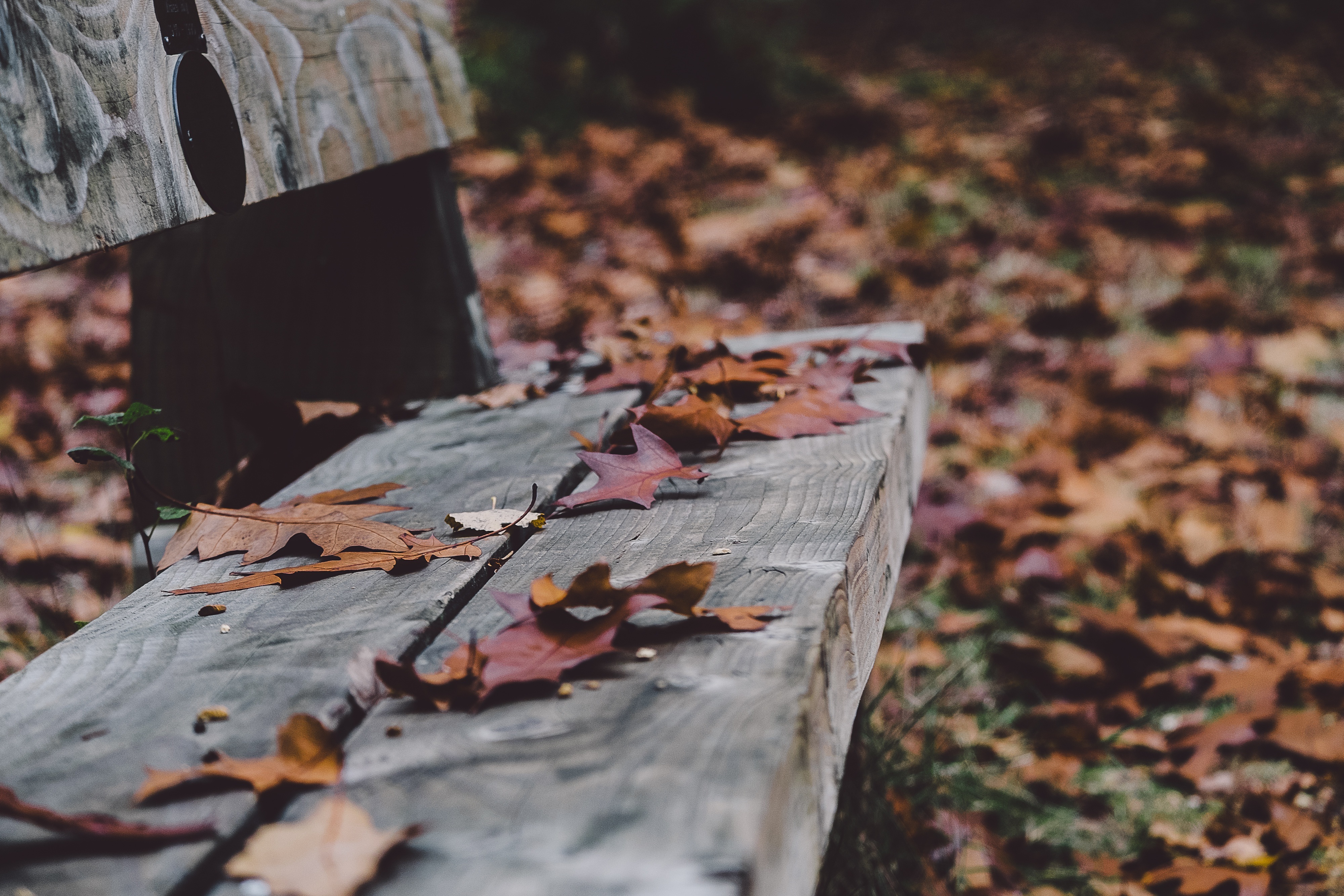 Bench Fall Autumn free image download