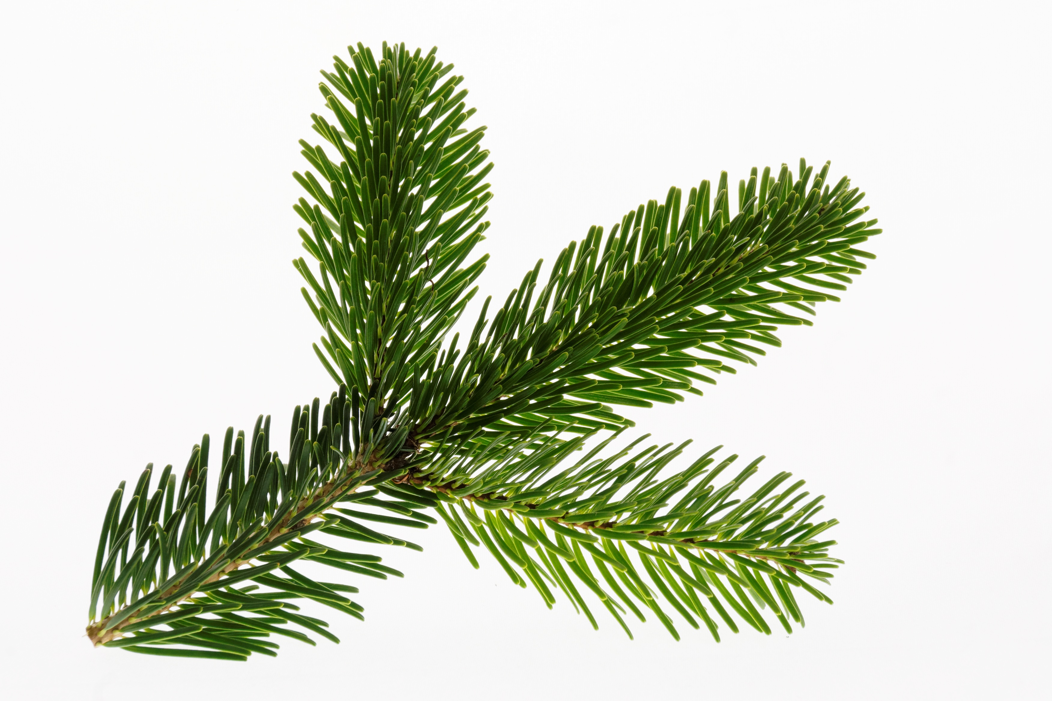 Nordmann Fir Tree Christmas free image download