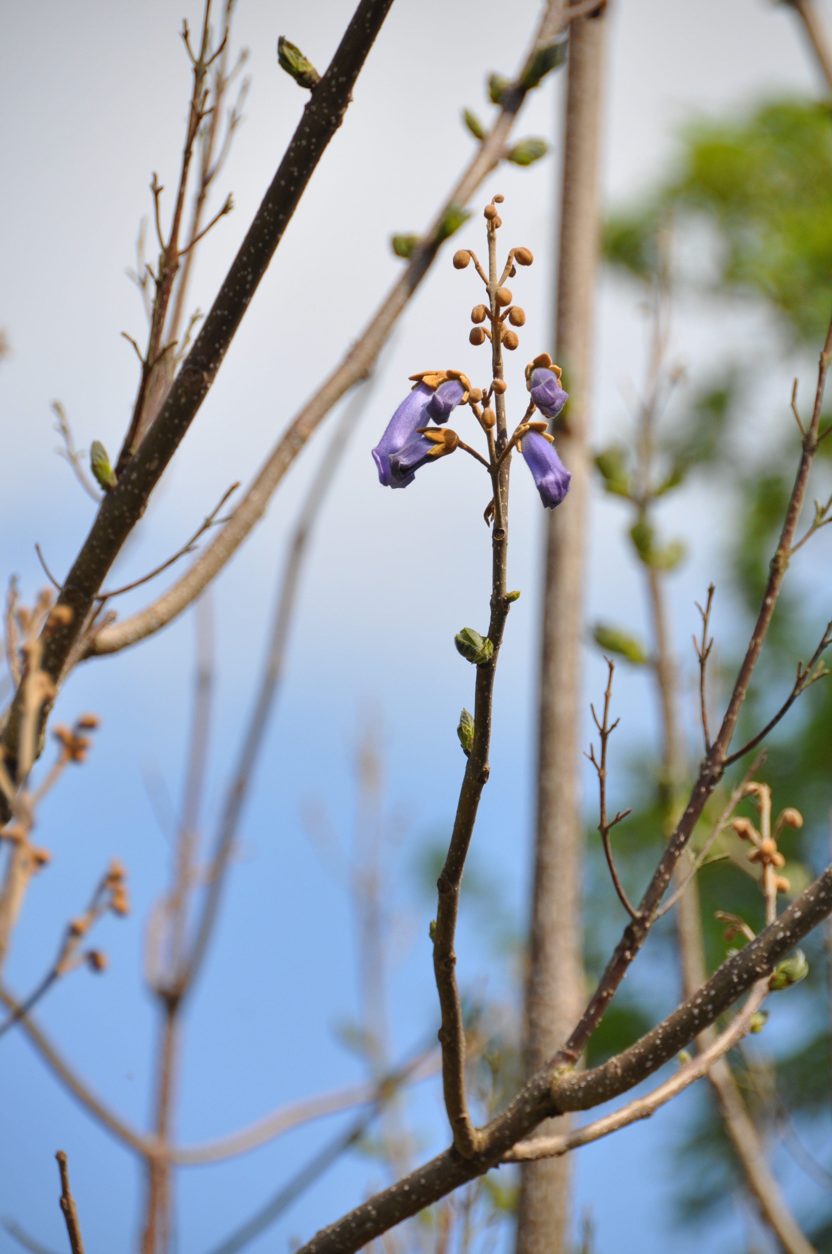 Blue Blossom Trumpet free image download