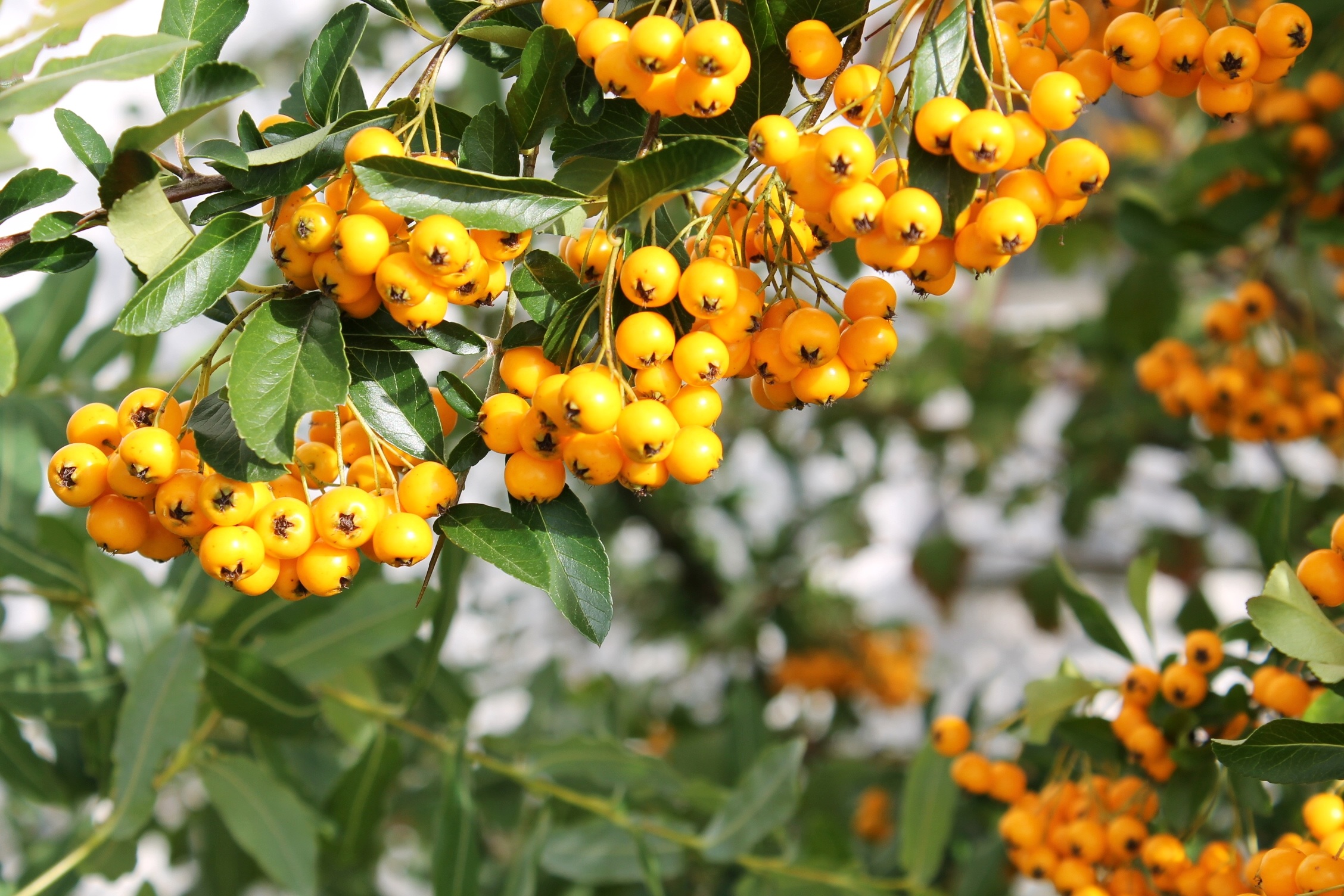 Berries Yellow Close Up free image download