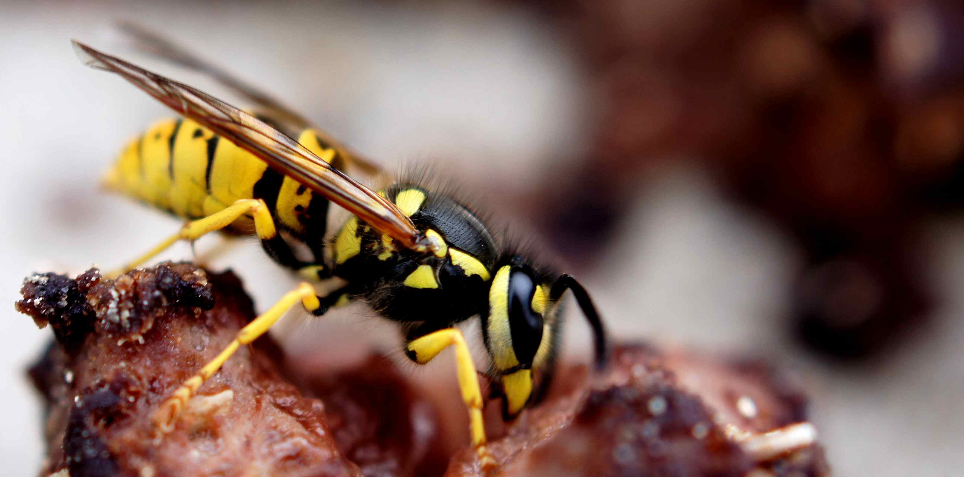 Wasp Yellow Eat free image download