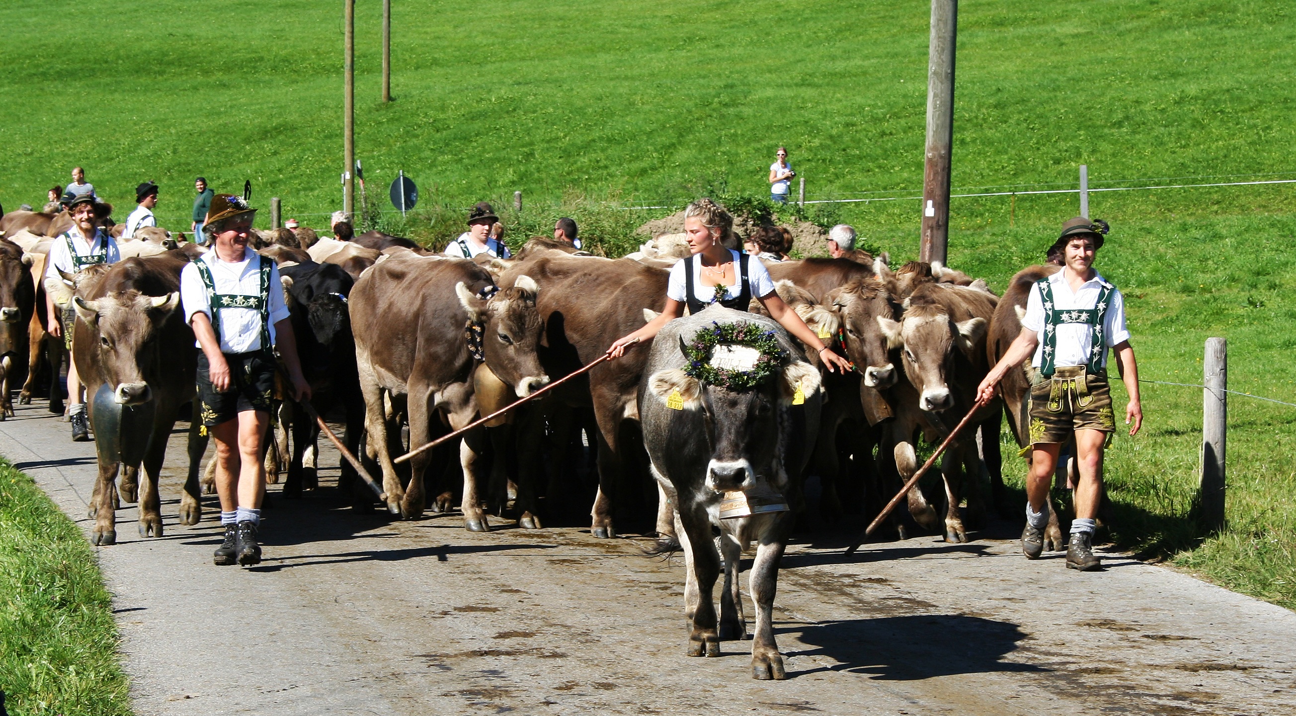 Allgäu Bavaria Cows free image download