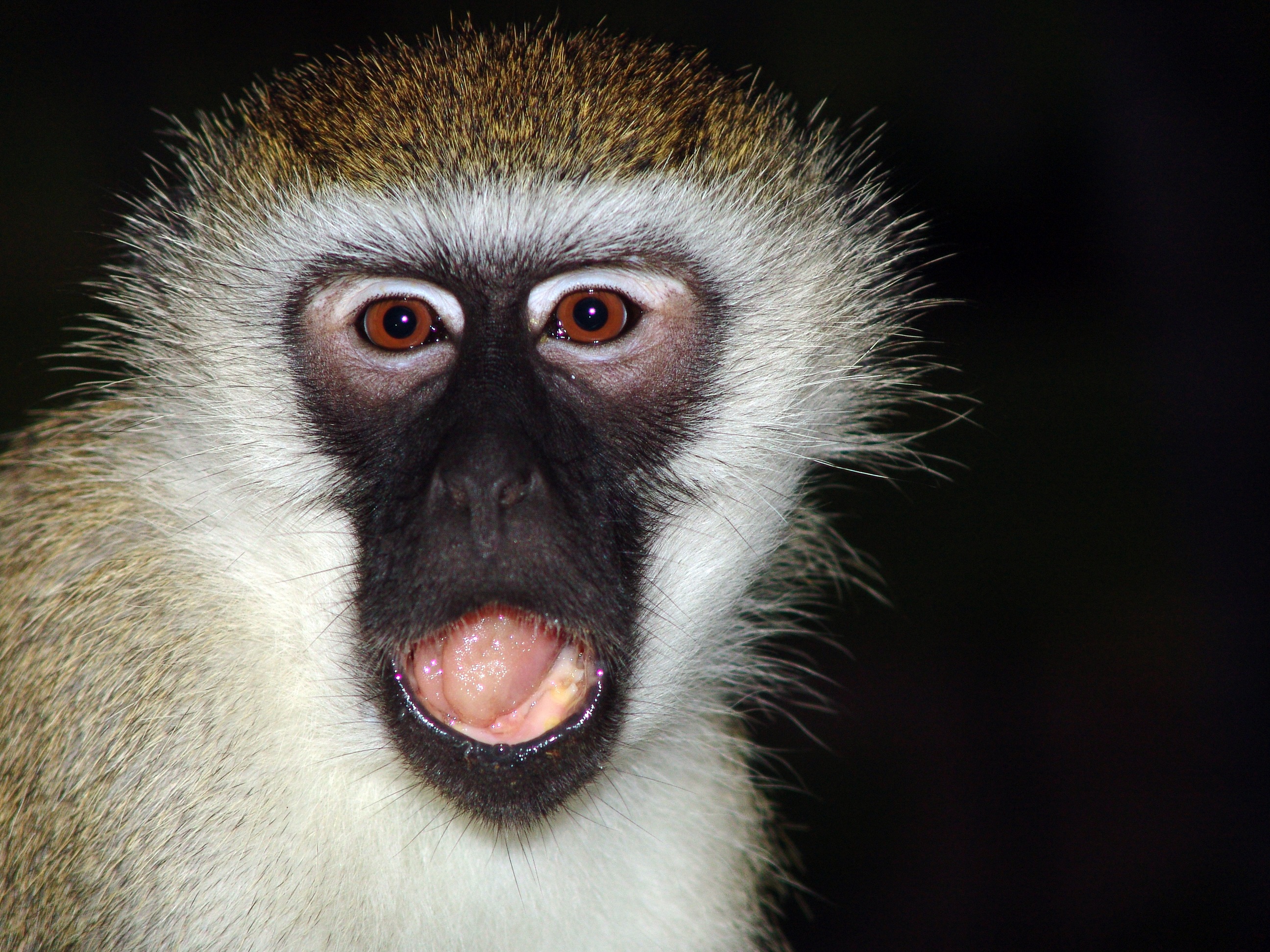 Monkey Makake Africa free image download
