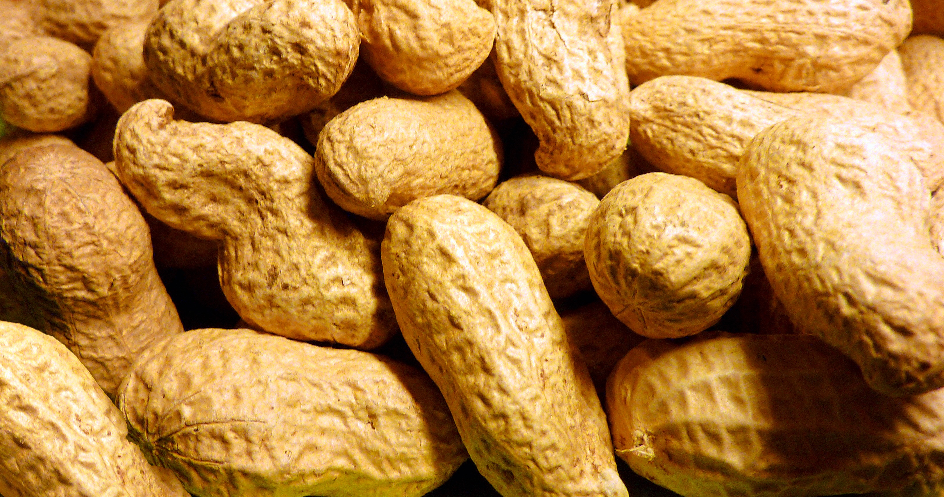 Peanut Roasted Nuclear free image download