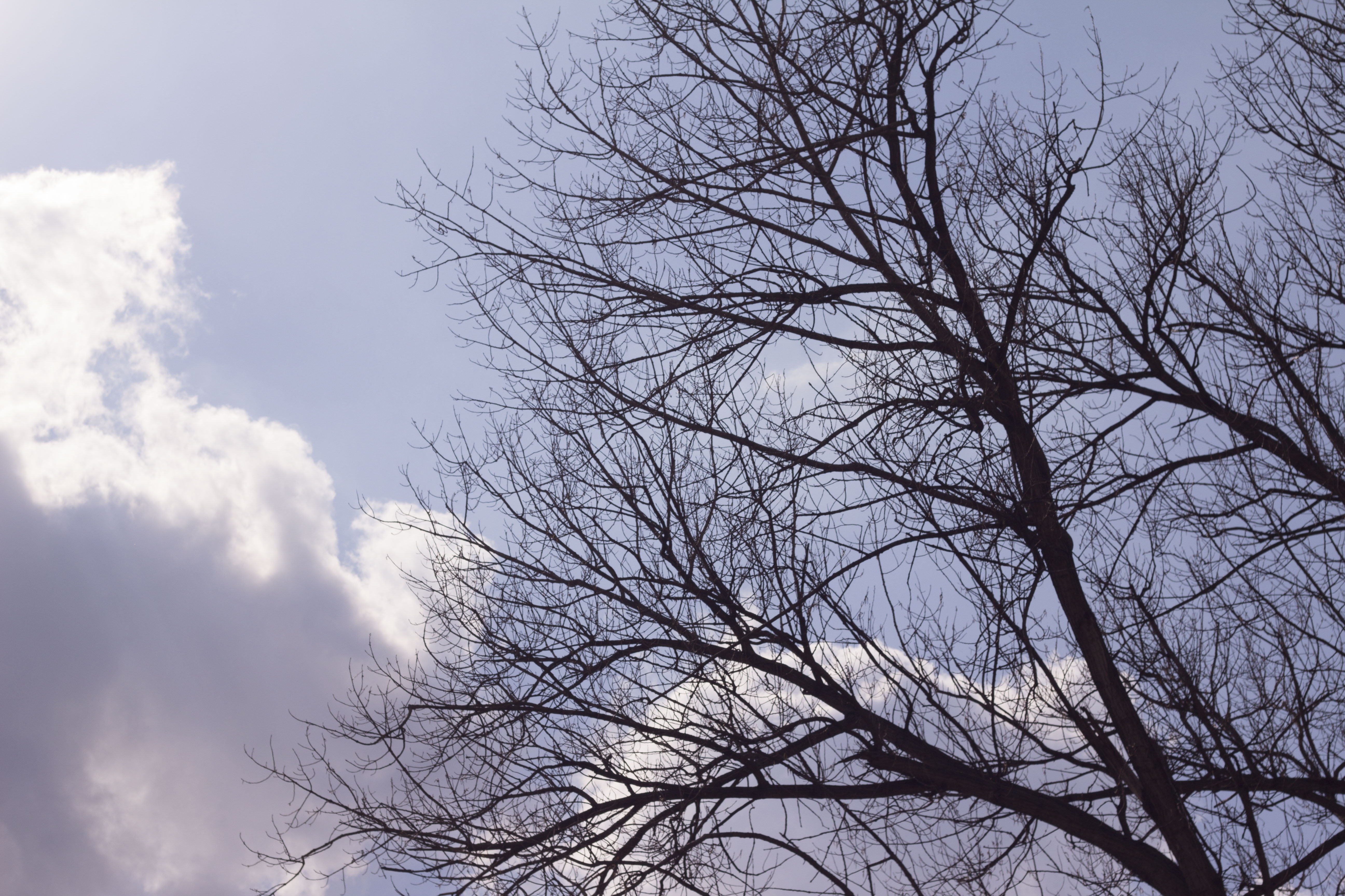Sky Tree Morning free image download