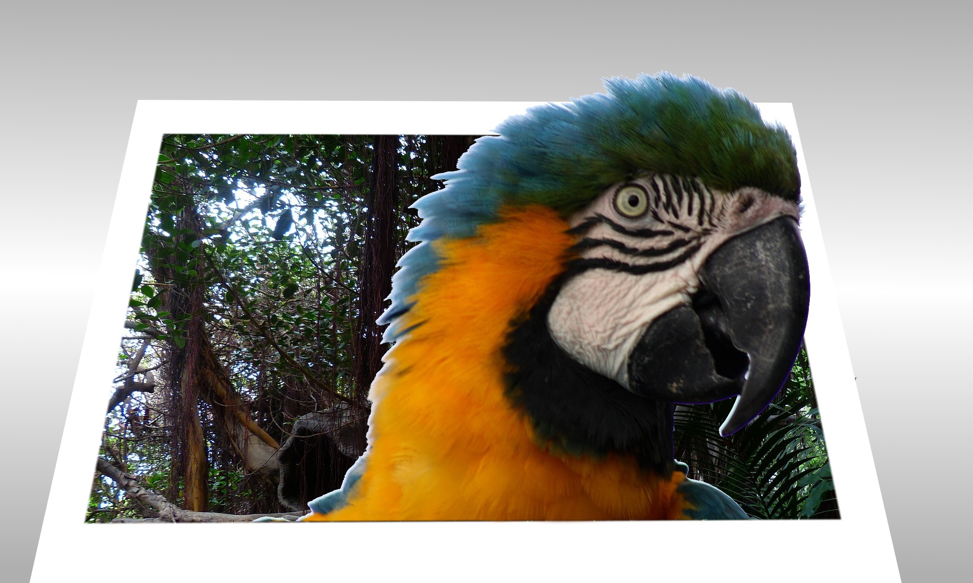 Parrot picture frame 3d spatial free image download