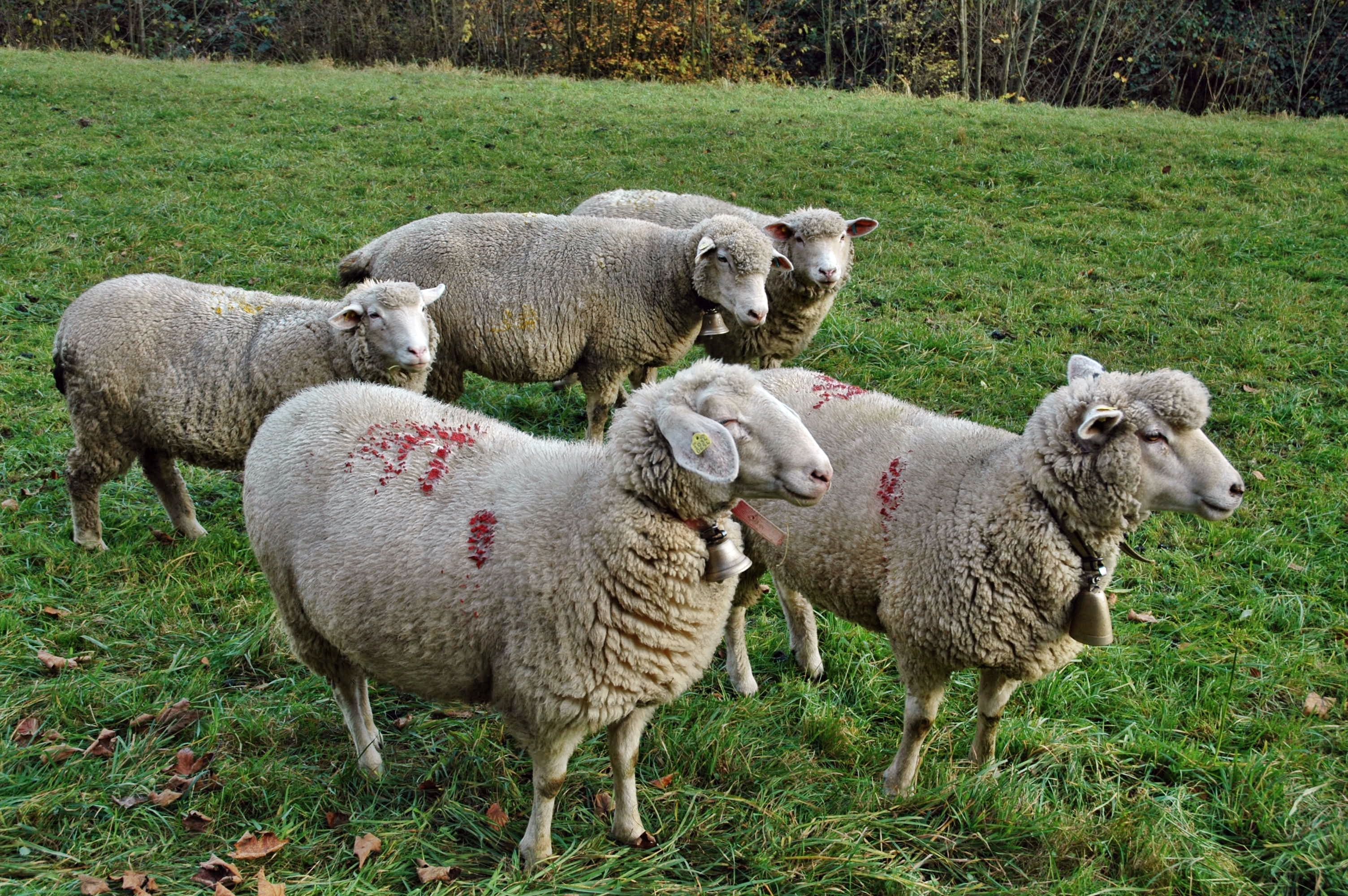 Sheep Flock Of free image download