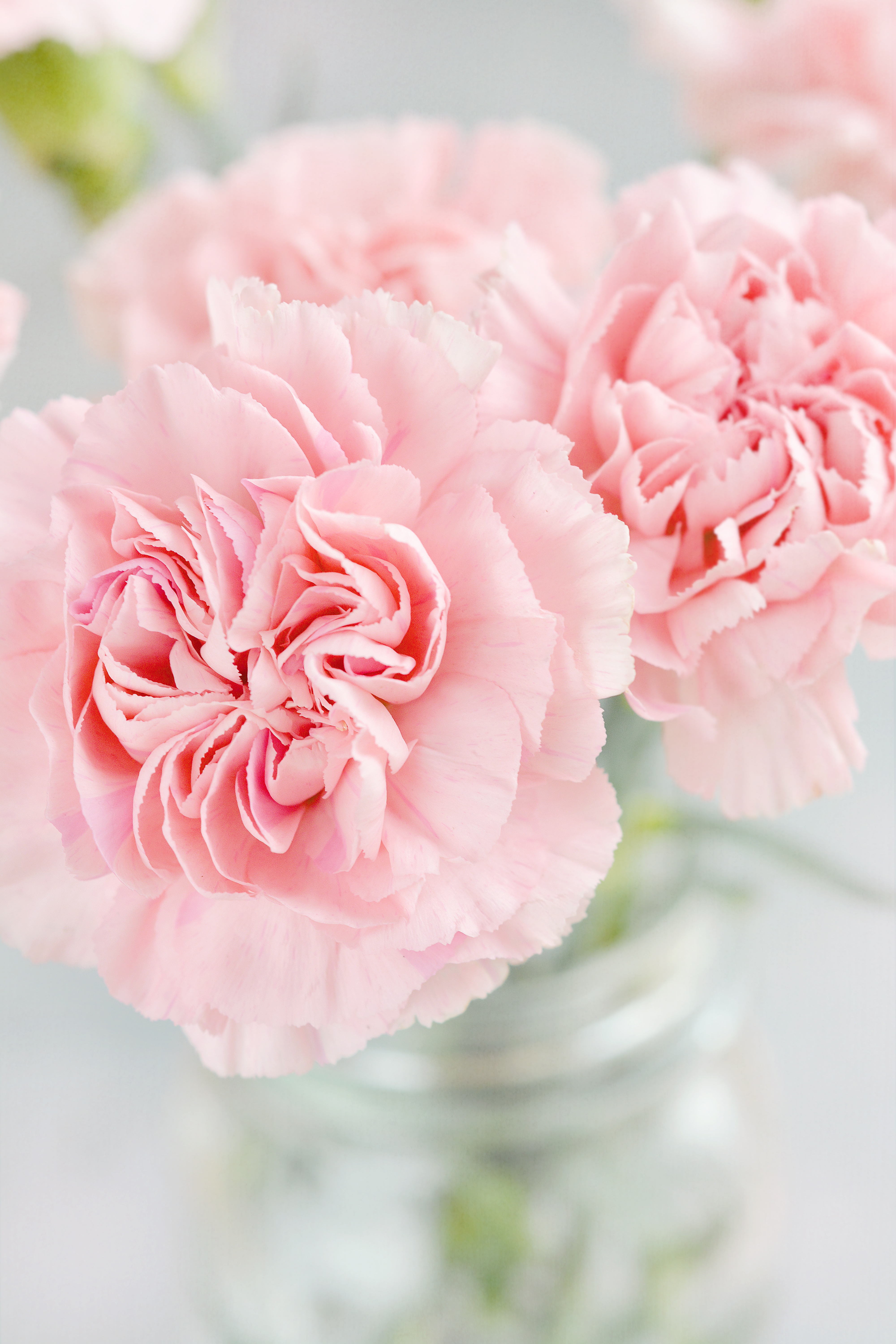 Cloves Flowers Petals free image download