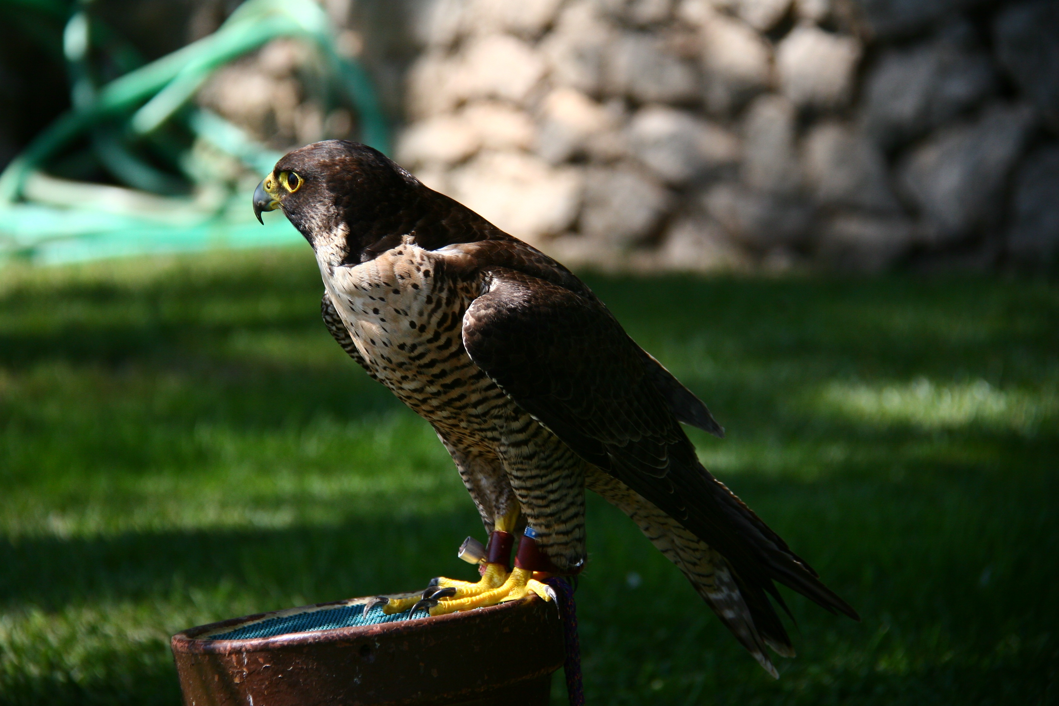 Falcon Falconry free image download