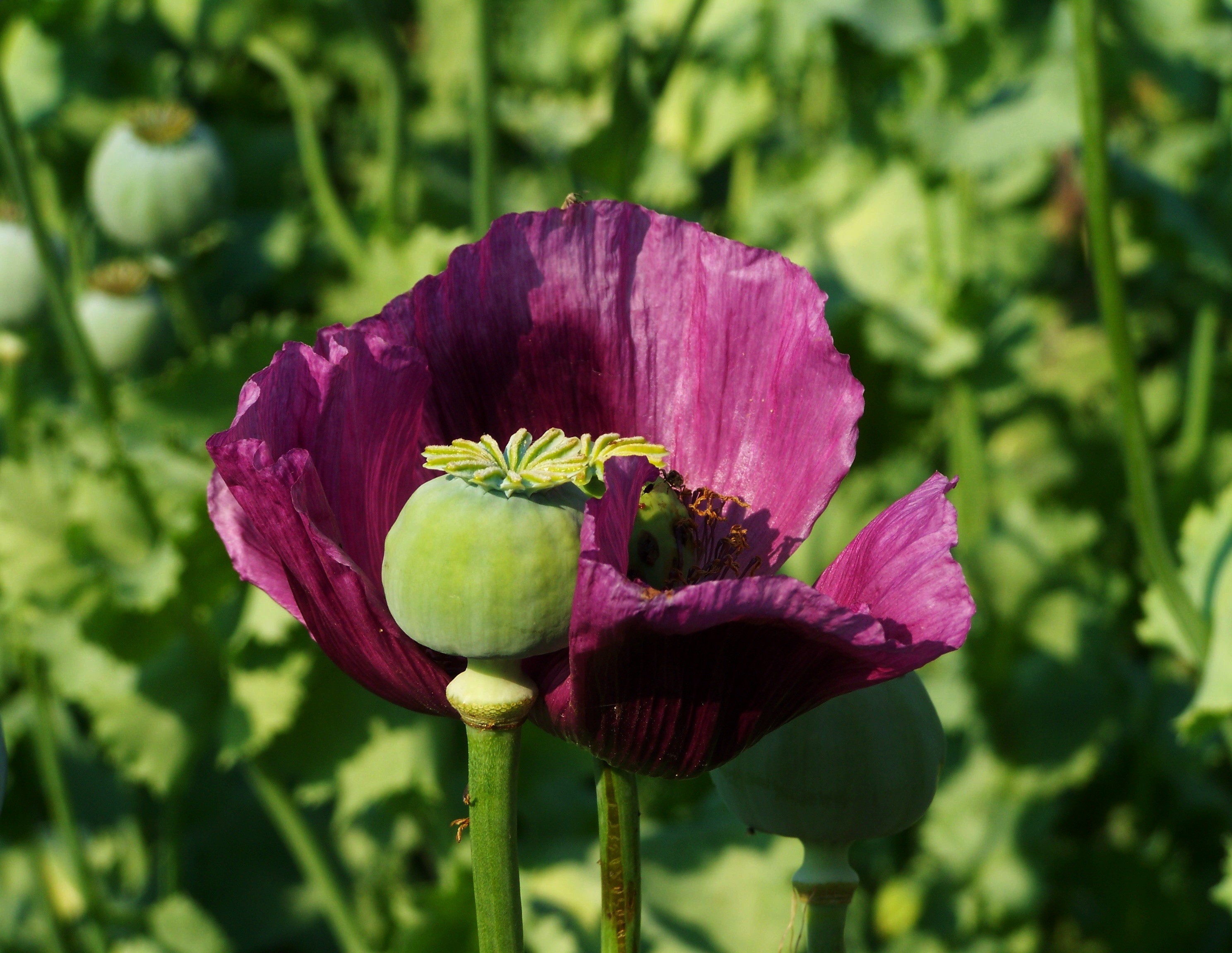 Poppy Flower Purple free image download