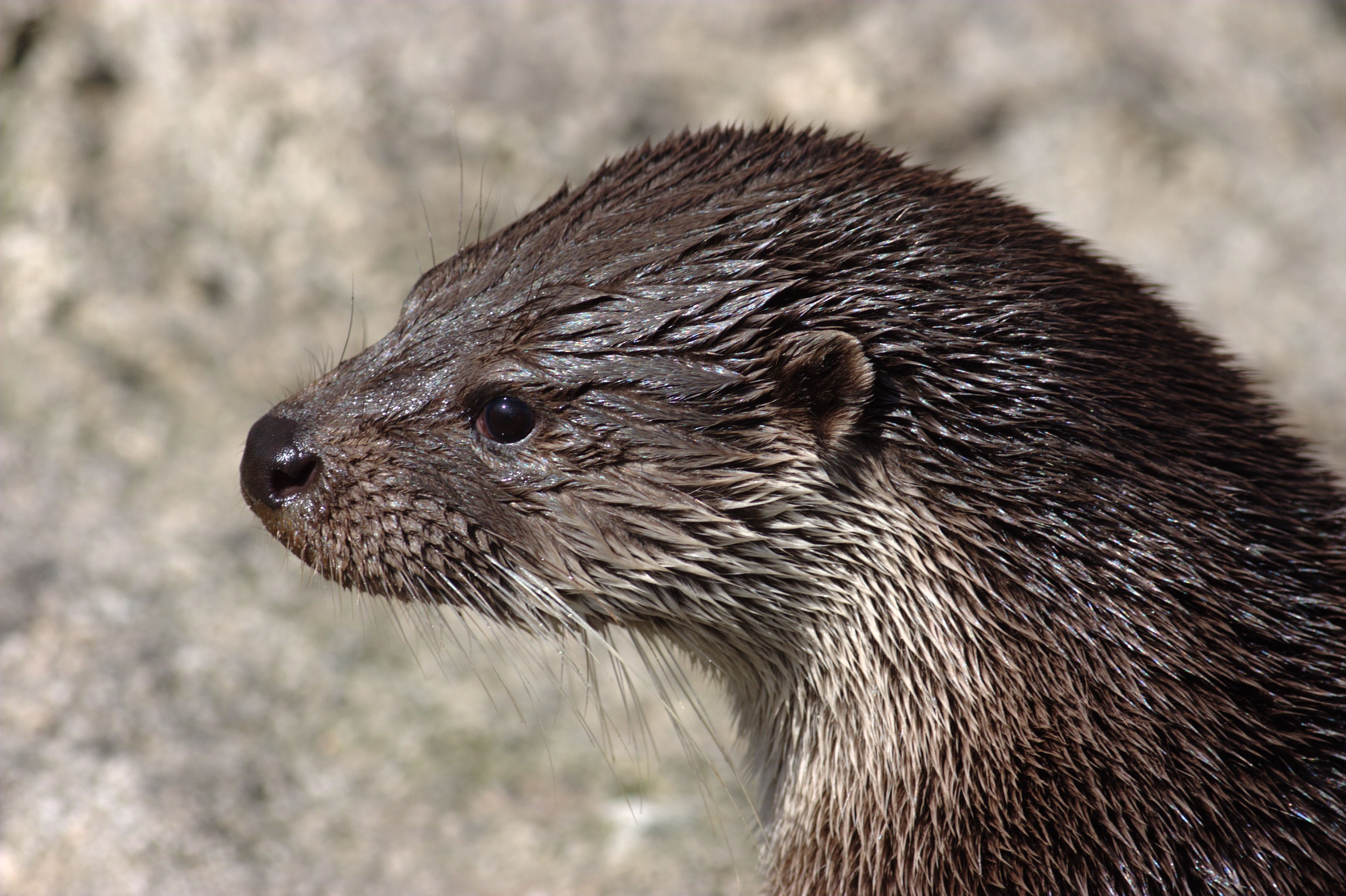 Otter Wet Lutra free image download
