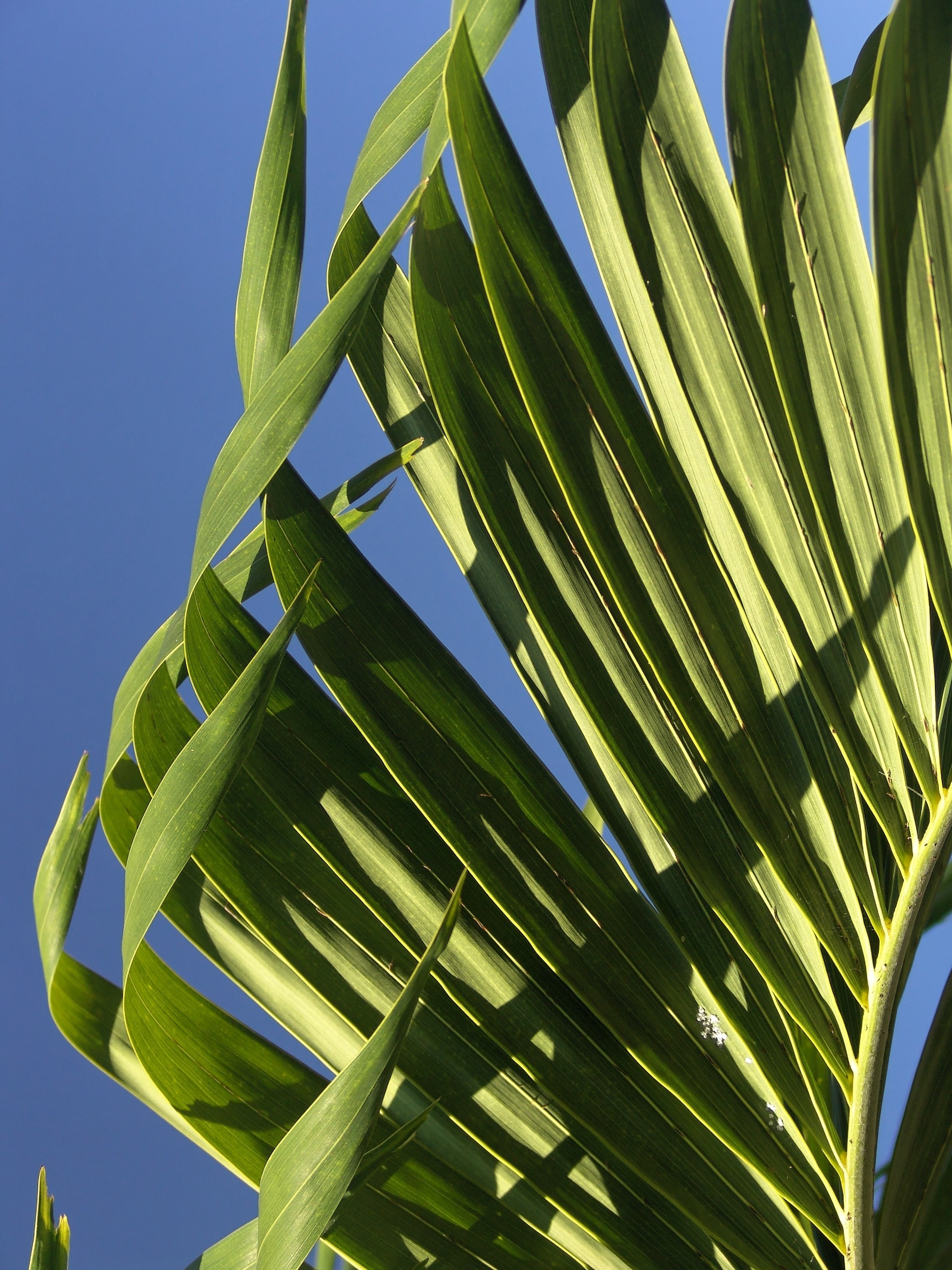 Palm Frond Leaf free image download