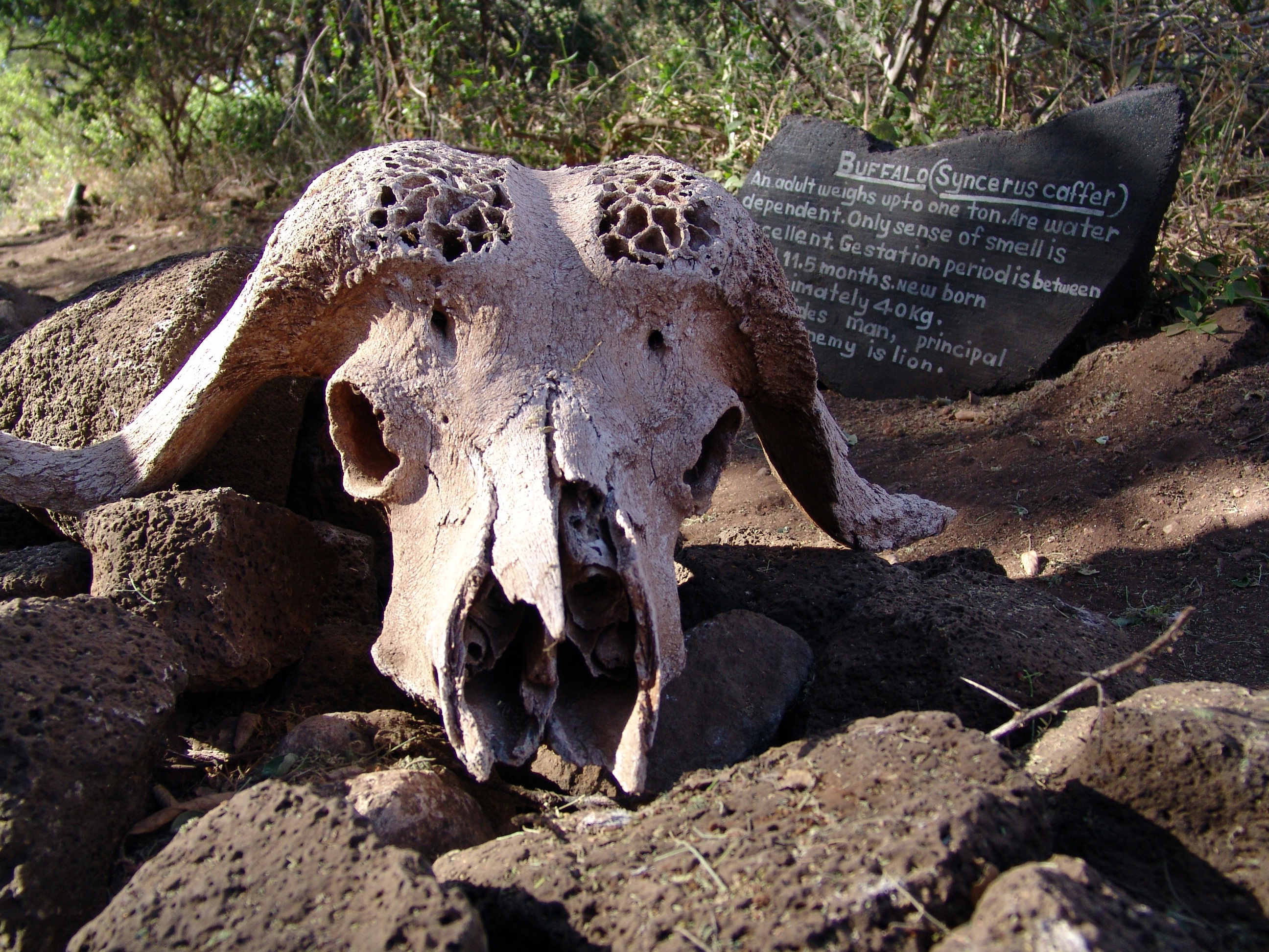 Skull Buffalo African free image download