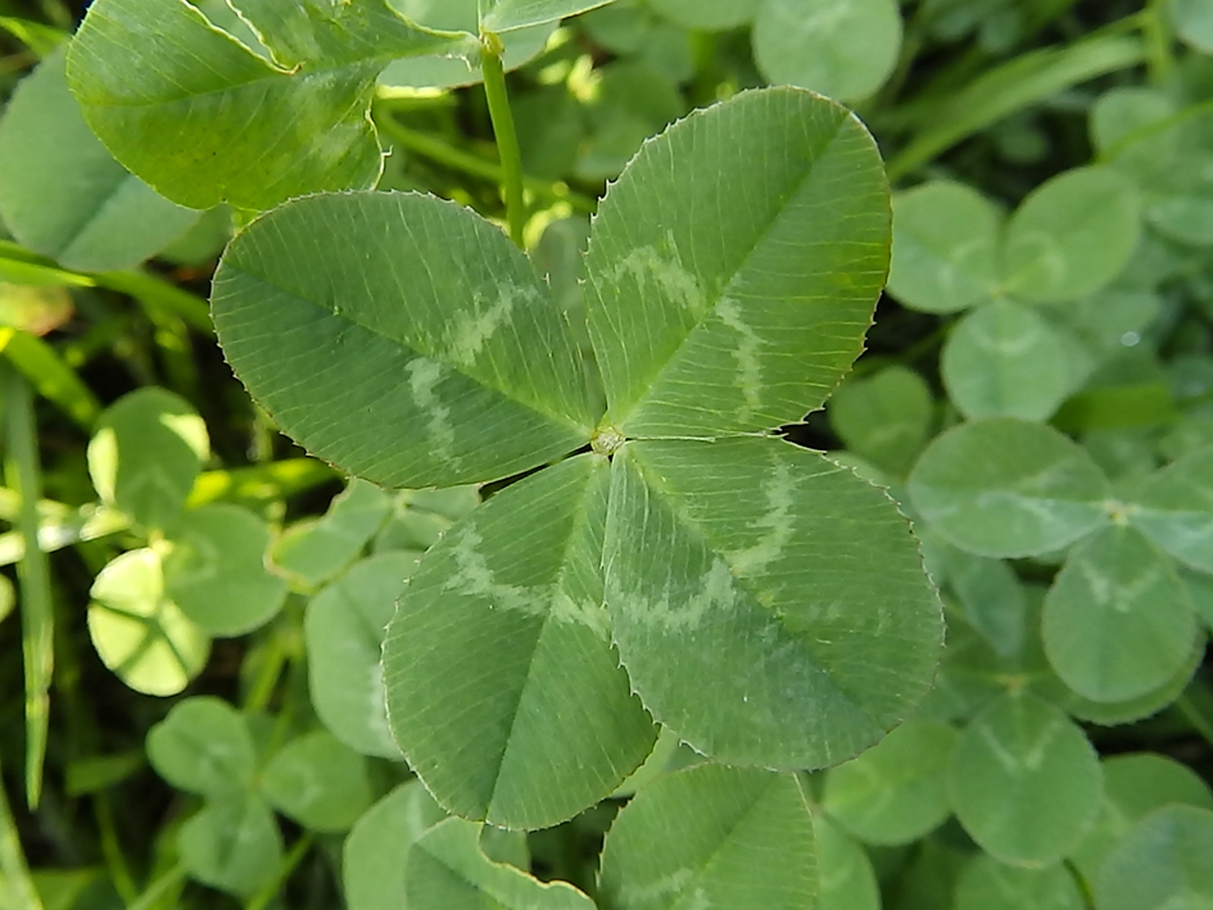 4 Leaves Clover free image download