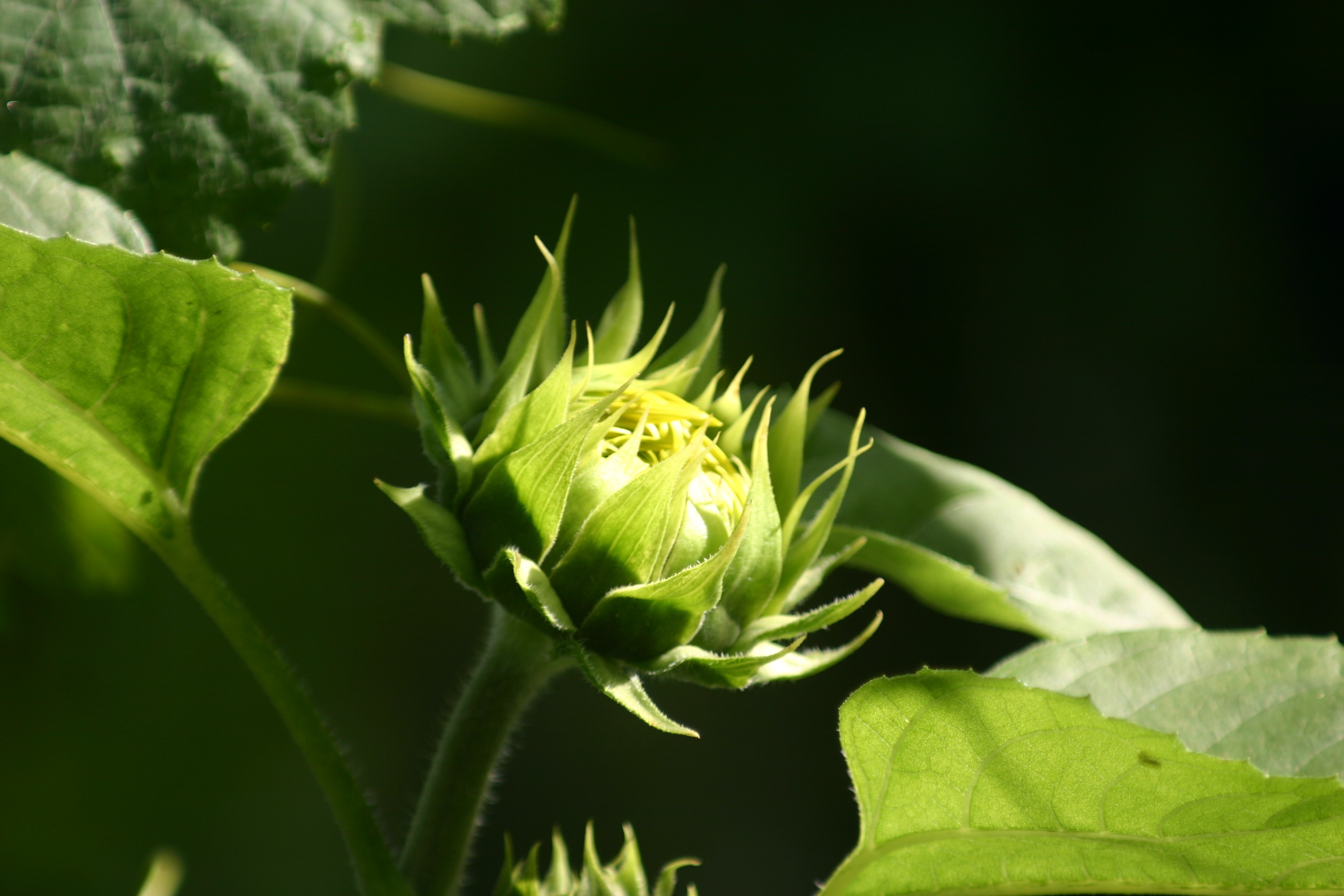 Sunflower New Flower free image download