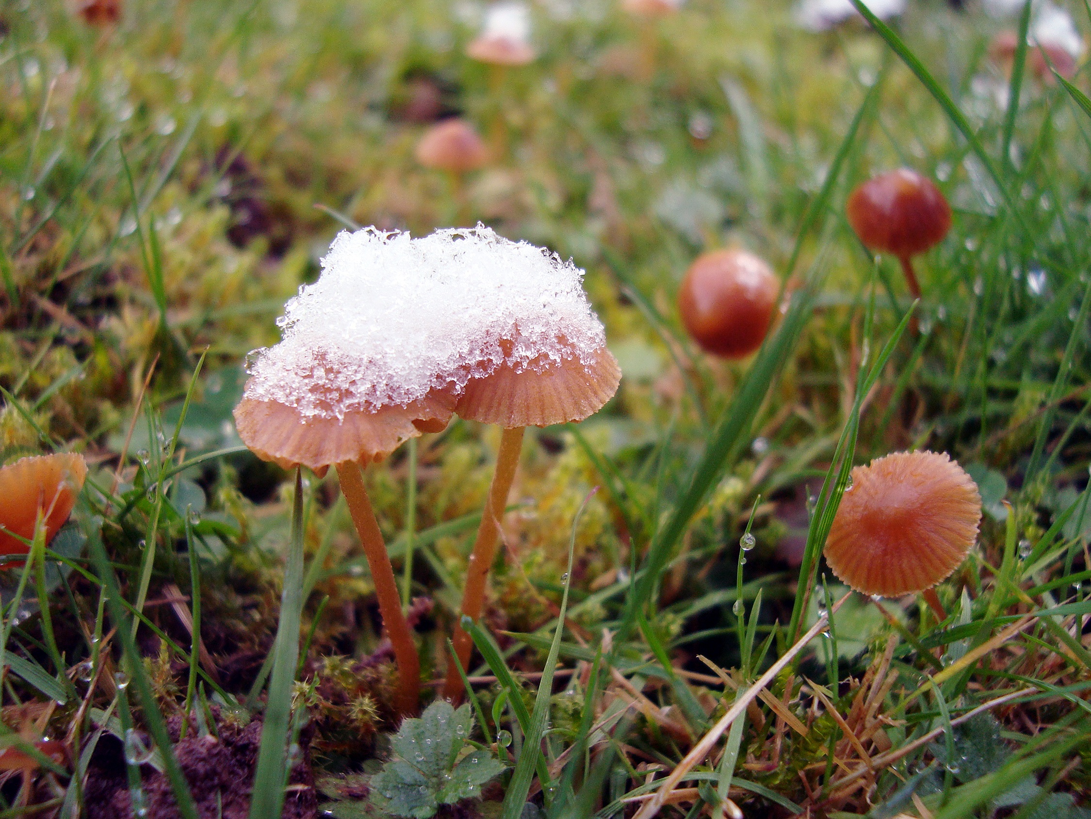 Mushrooms Snow Grass free image download