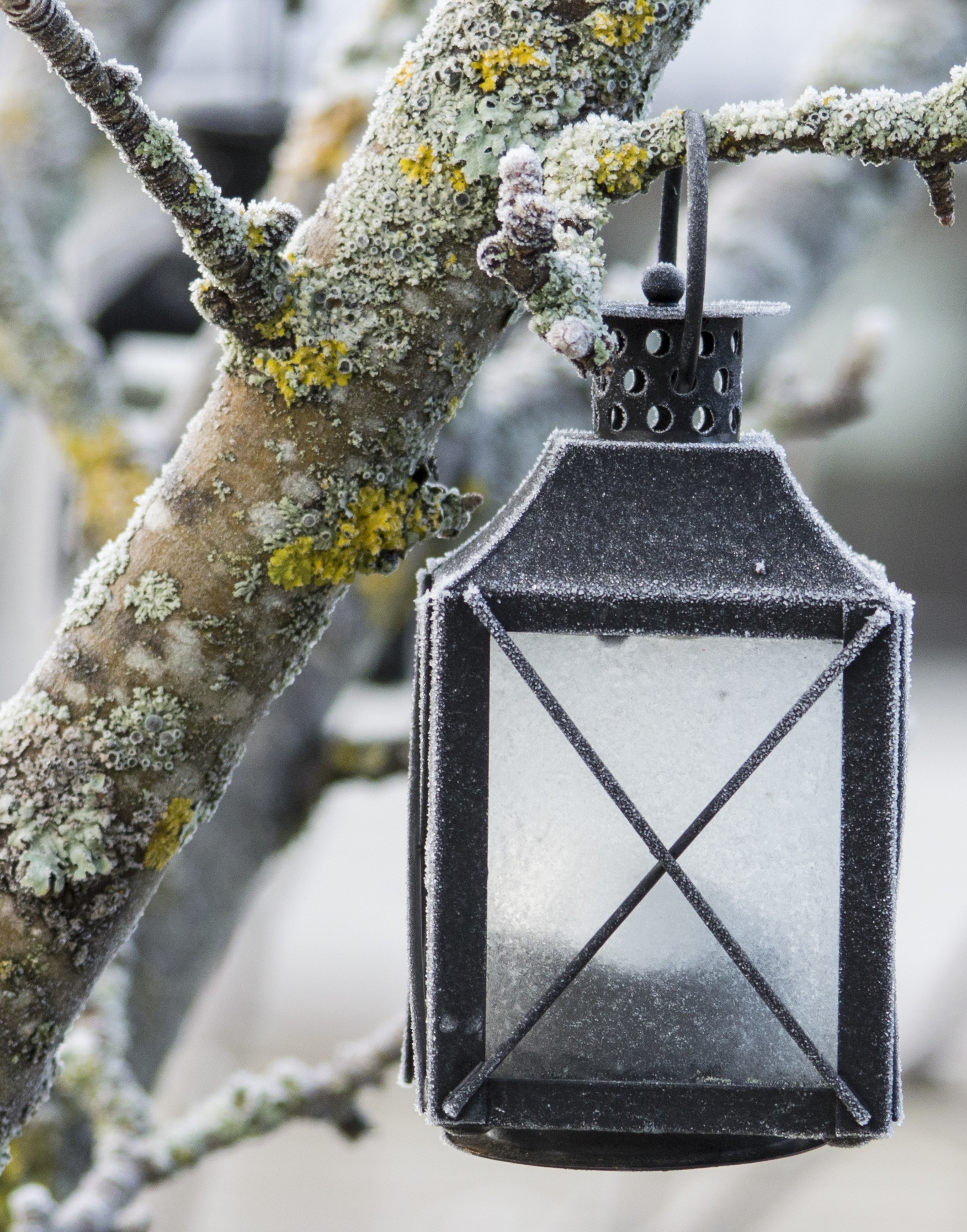Lamp Apple Tree Frost Per free image download