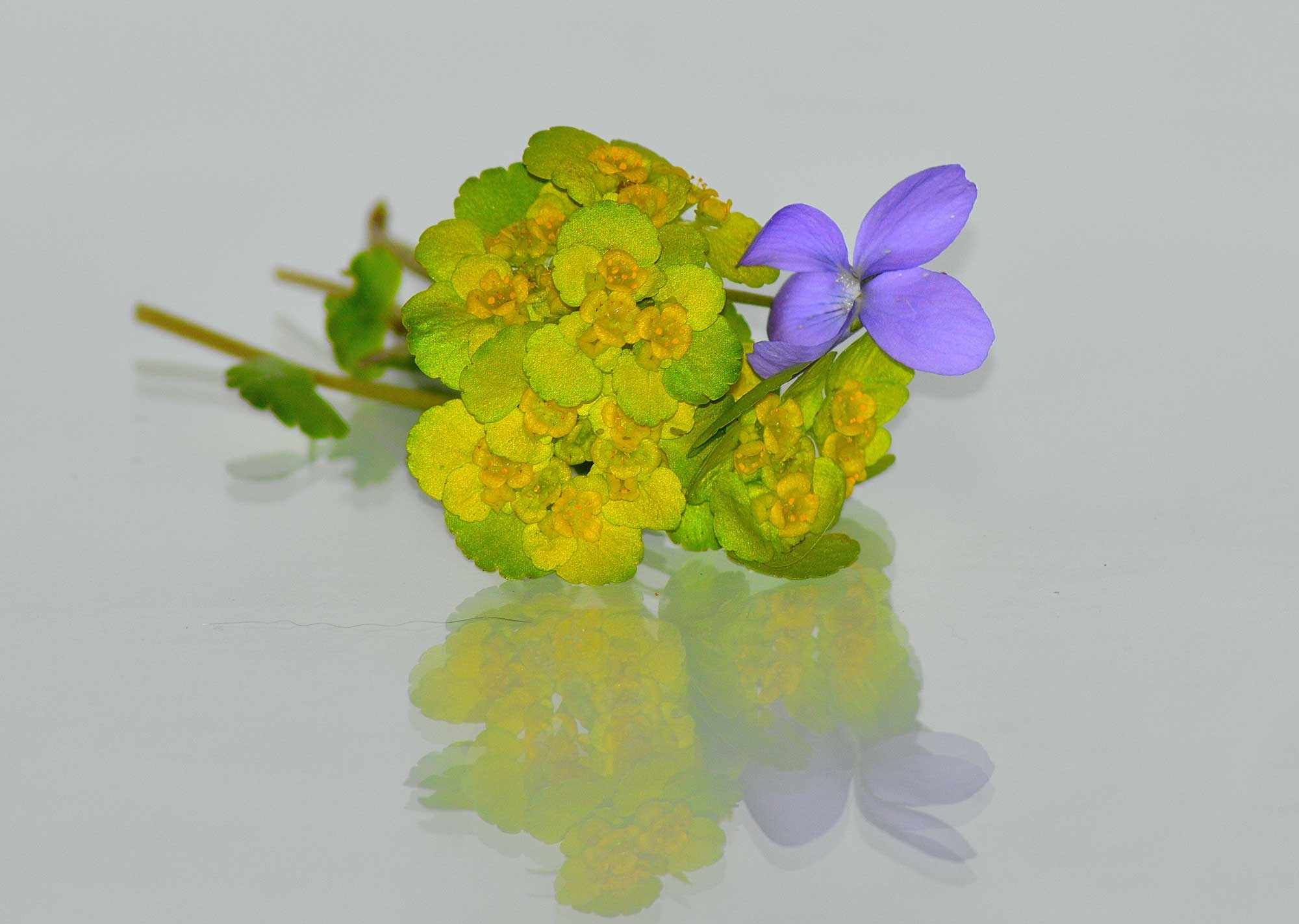 Flowers Austria Spring free image download