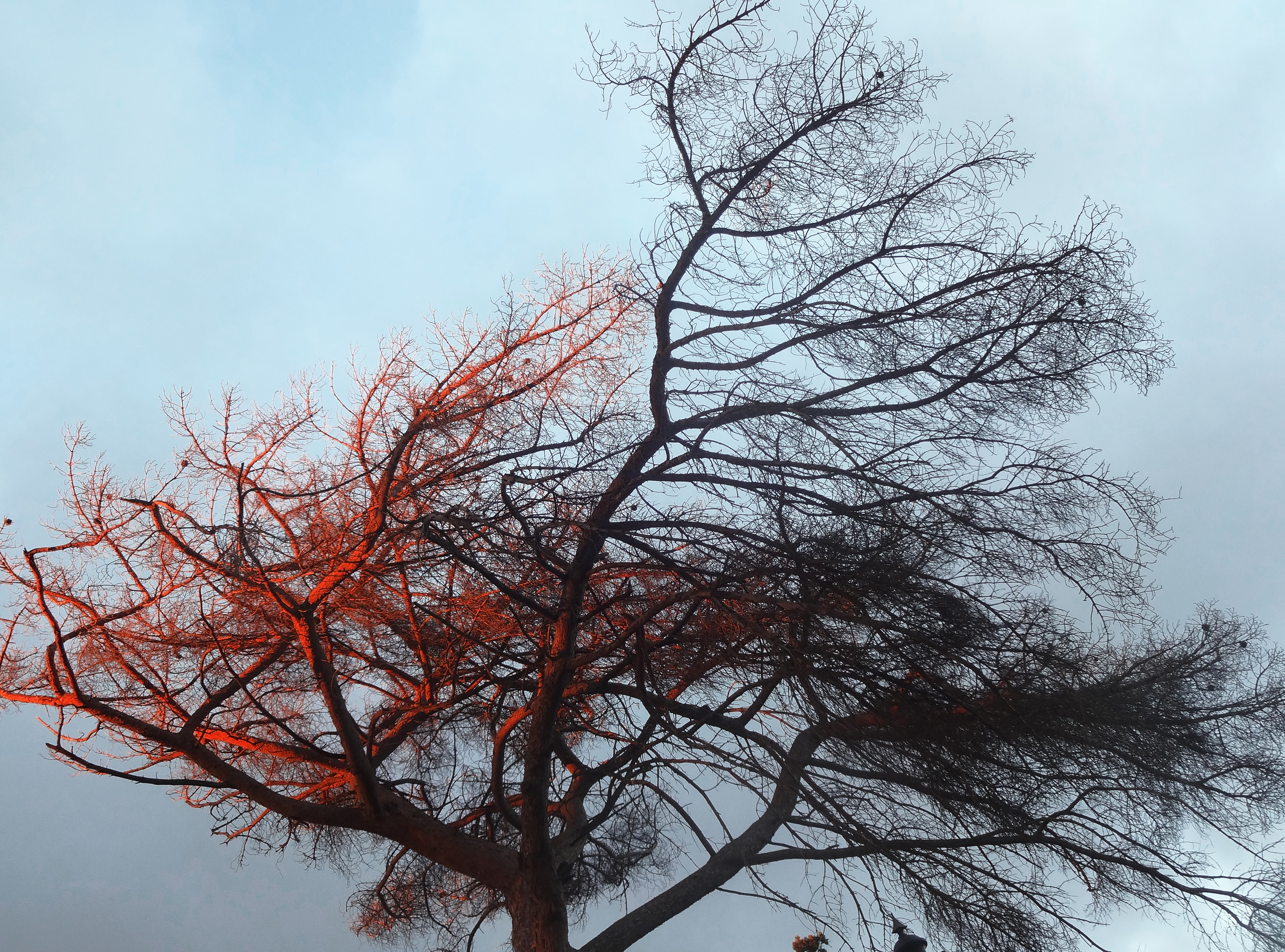Tree Light Gradient free image download