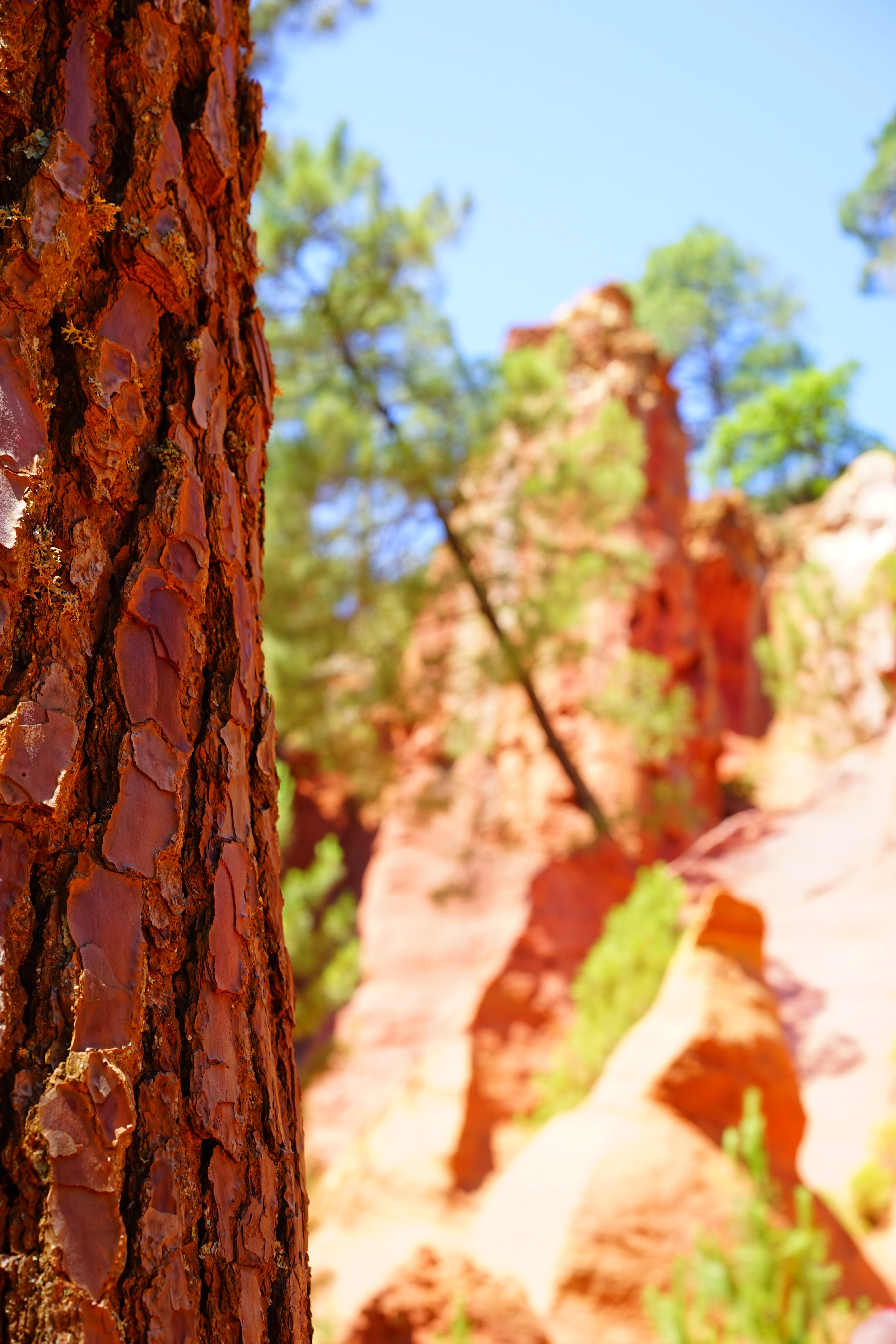 Bark Tree Conifer Ocher free image download