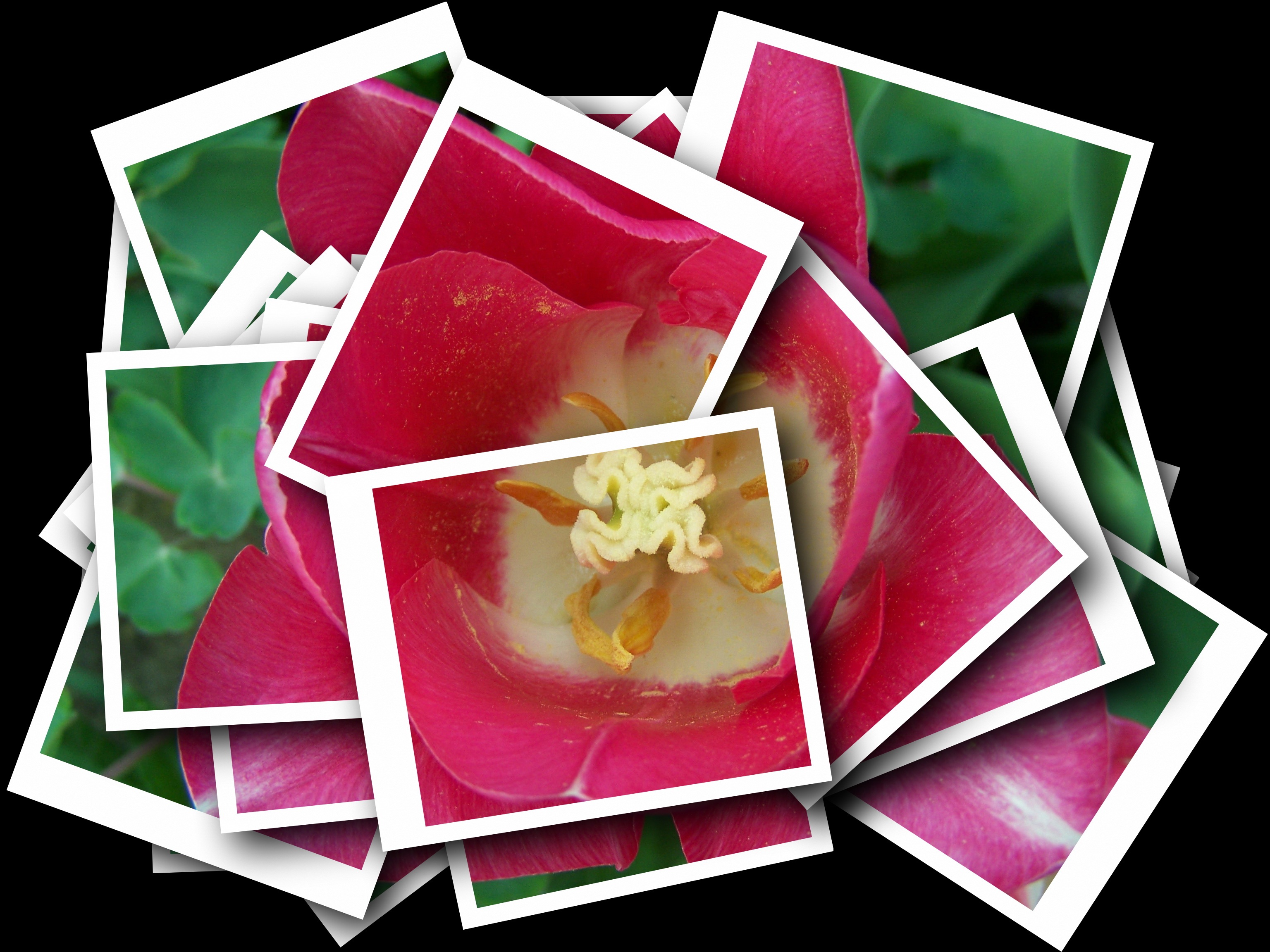 Collage Artistic Pink tulips free image download