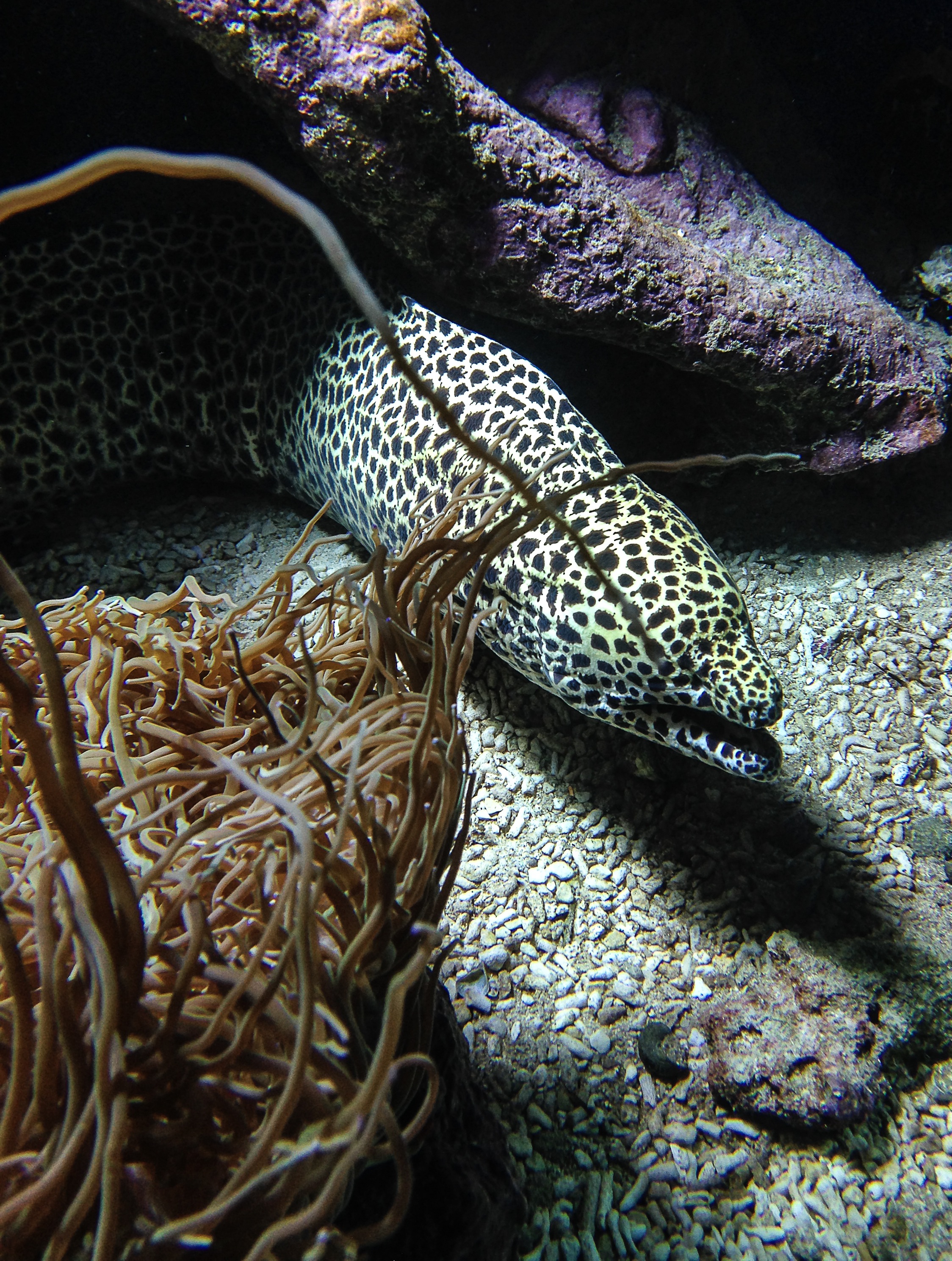 Fish Moray free image download