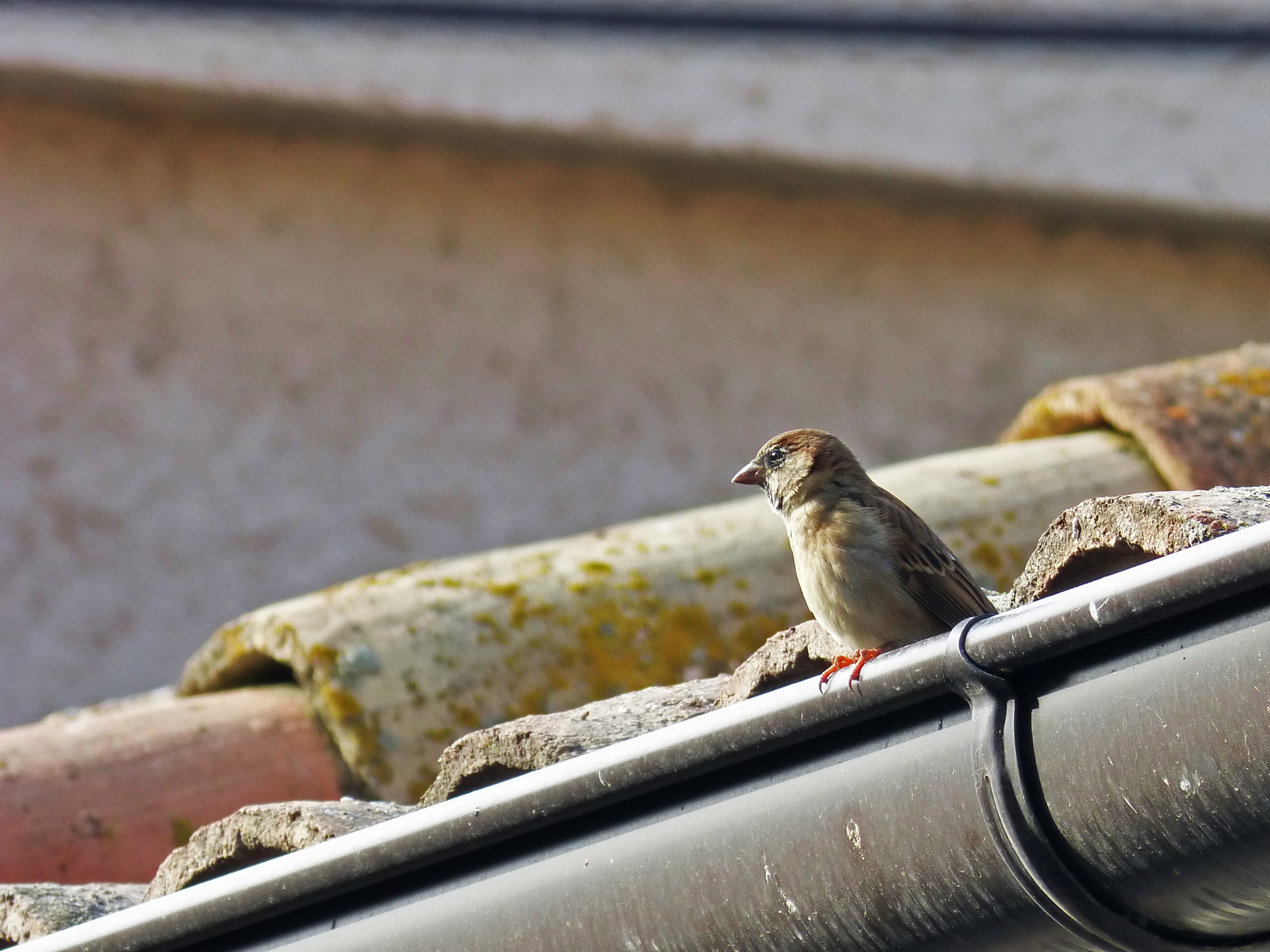 Sparrow Roof free image download