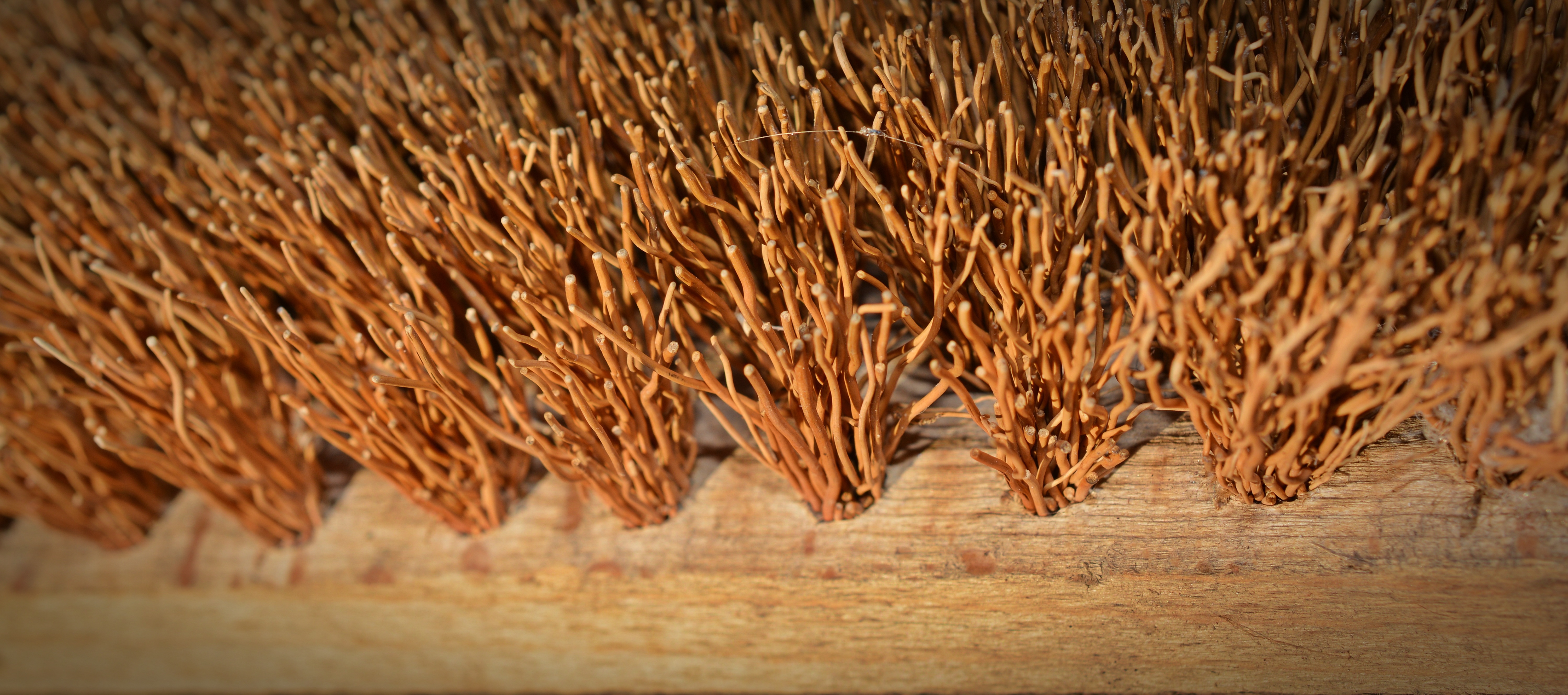 Brush Bristles Close Up Root free image download
