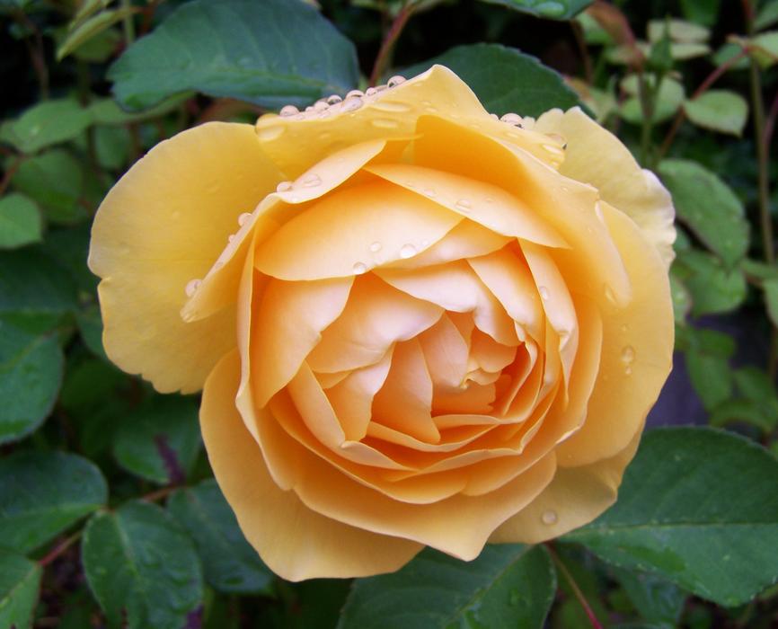 Yellow Roses Summer Flower free image download