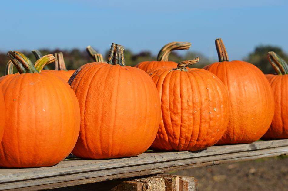 Pumpkin Autumn October free image download