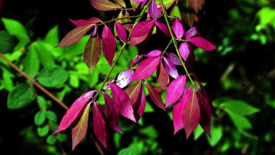 Purple Autumn Leaves in forest free image download