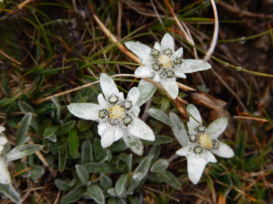 Edelweiss Alpine Flower Close Up free image download
