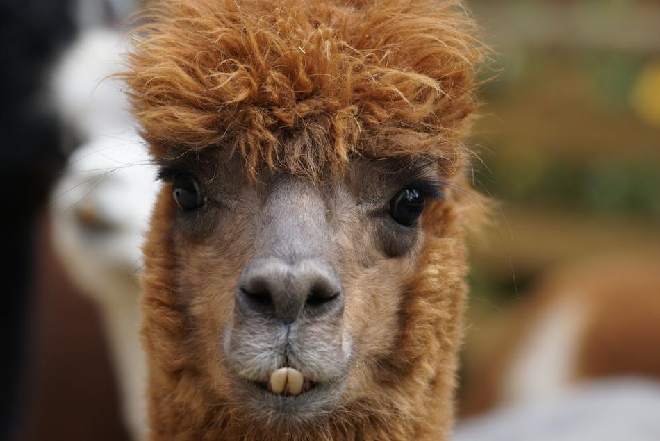 Alpaca Andes Wool free image download