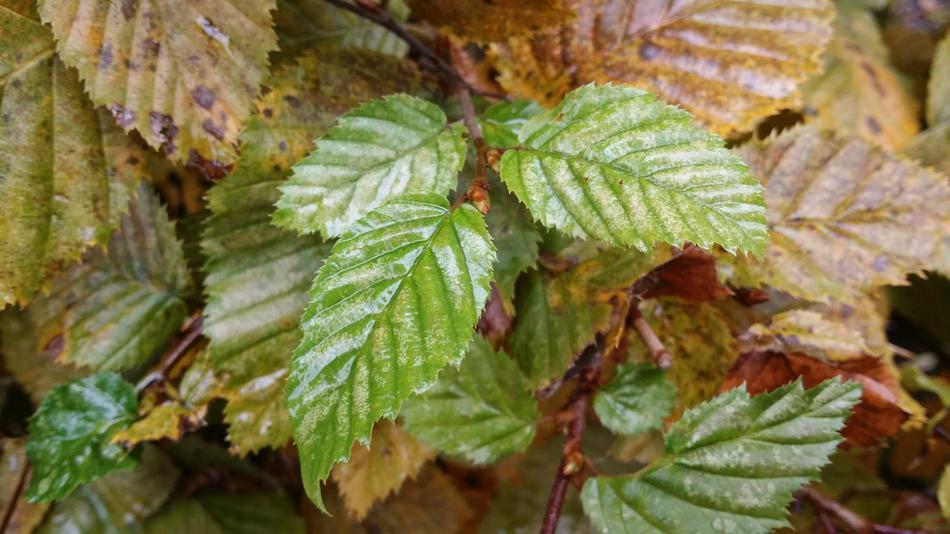 Wet tree leaves in autumn free image download