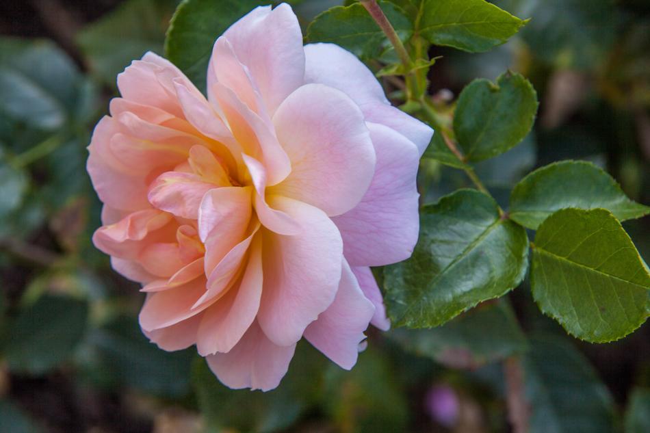 Flowers Rose Soft Colors free image download
