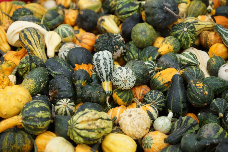 Green Pumpkin Decorative Squashes free image download