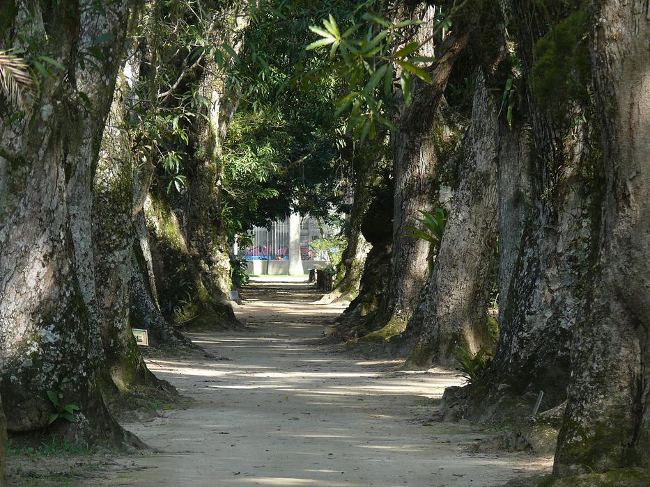 Brazil Rio De Janeiro Botanical free image download