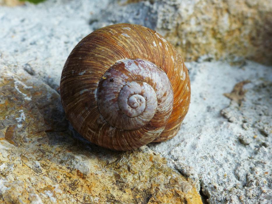 Twisted snail shell free image download