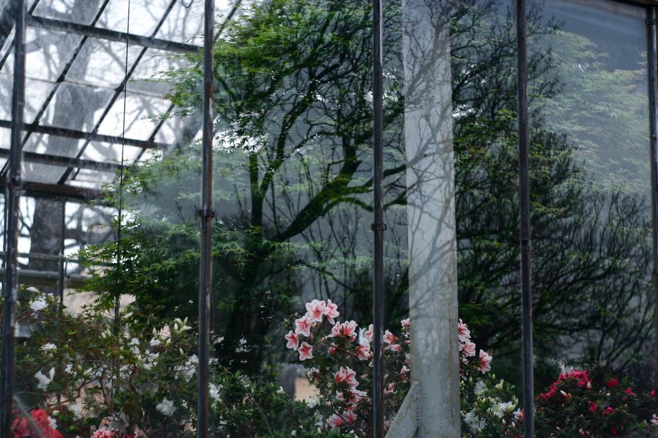 Window Reflection Botanical Garden free image download